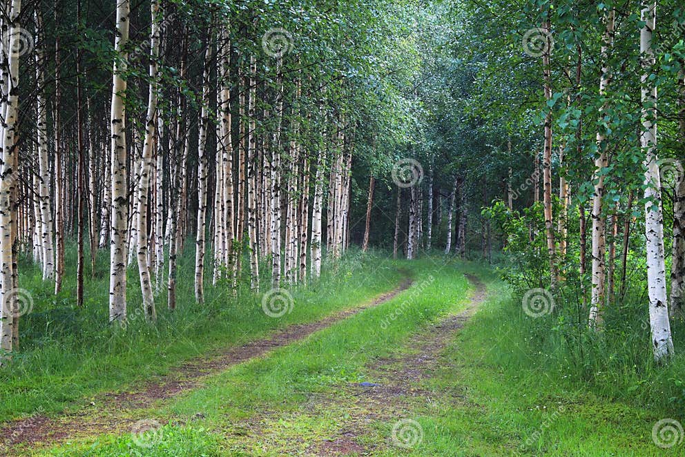Finland: through the Birch Forest Stock Image - Image of finland, fresh ...