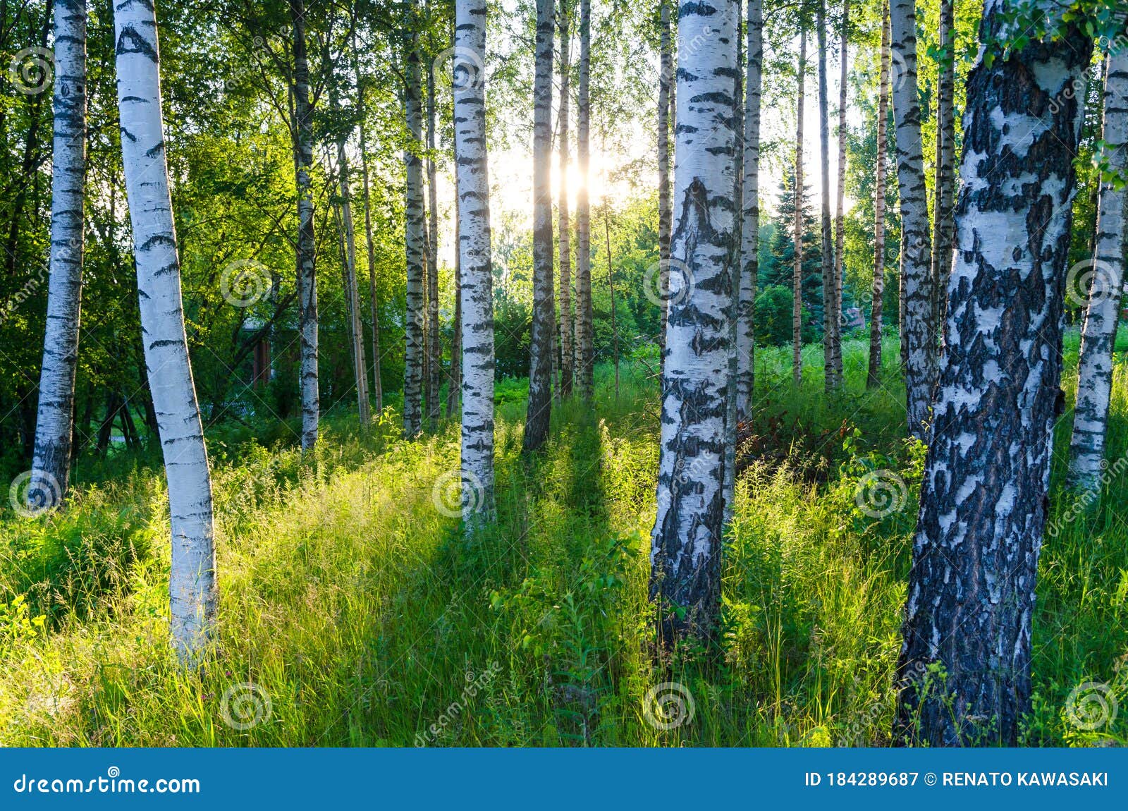 Finnish Birch Forest stock image. Image of leaf, outdoors - 184289687