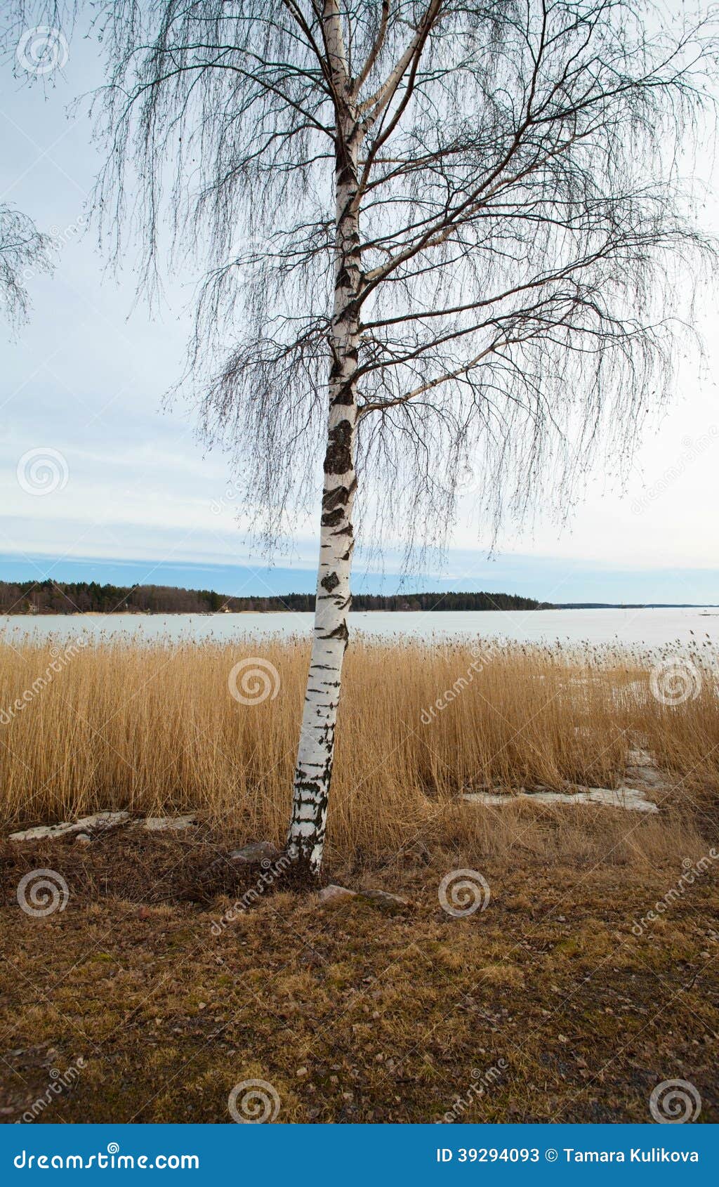 Finland, early spring stock image. Image of season, nature - 39294093