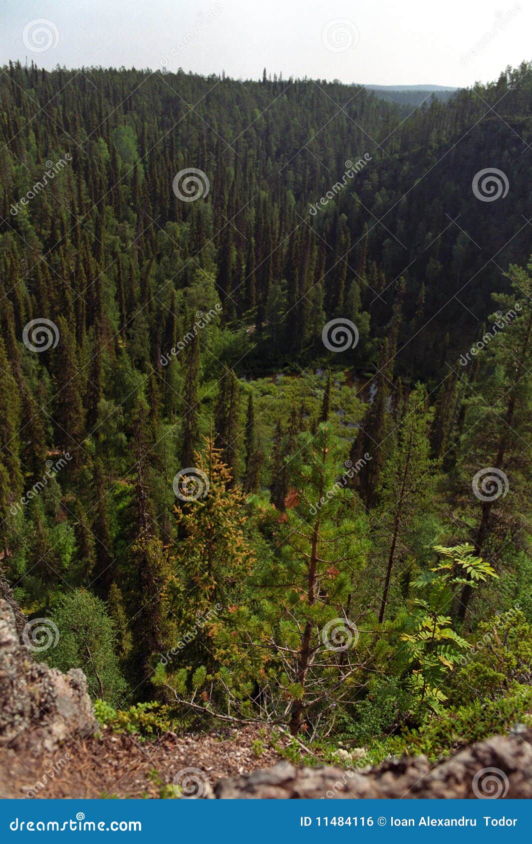 Finland forest stock photo. Image of terrain, travel - 11484116