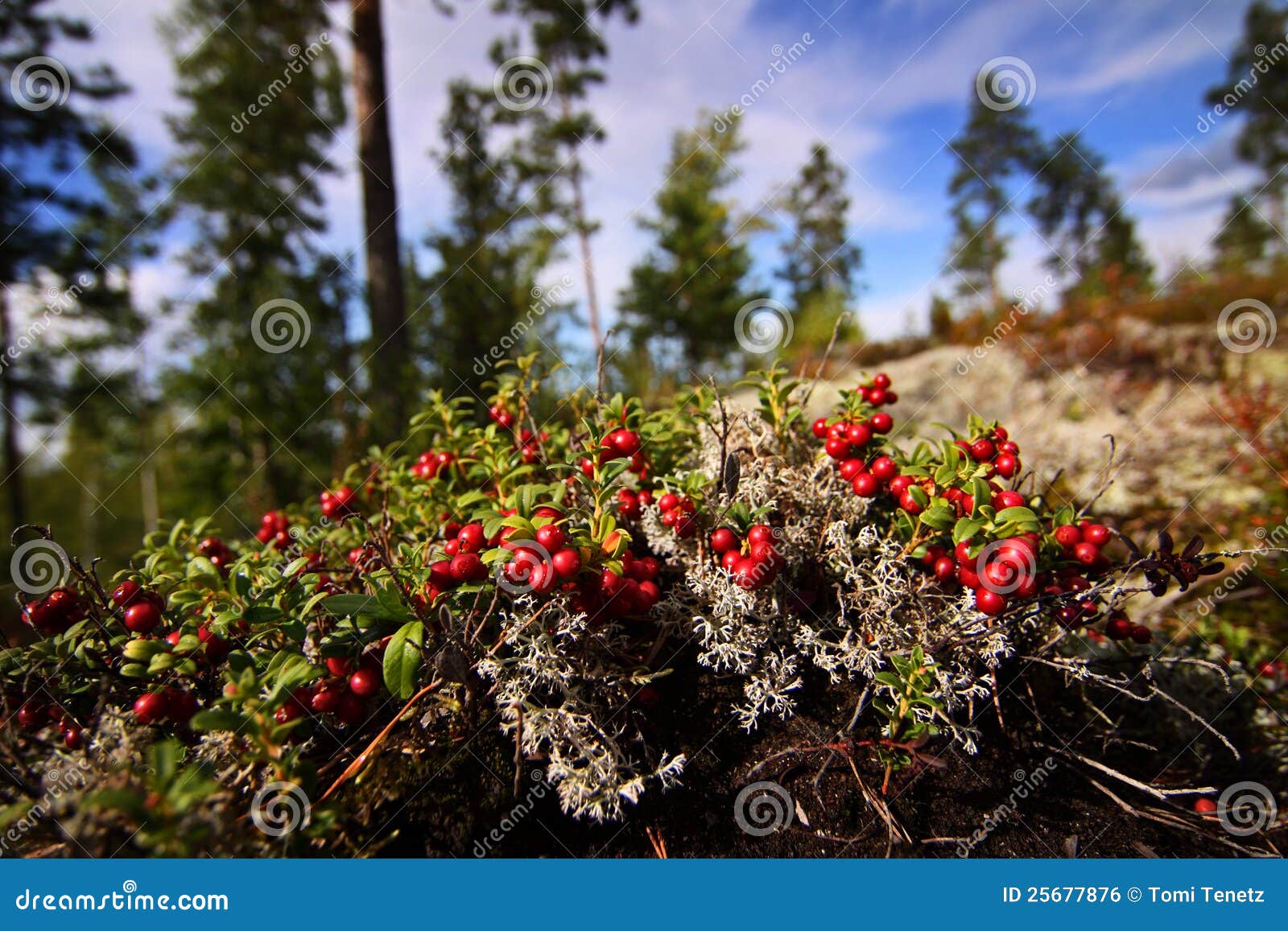 Finland: Fruits of autumn stock photo. Image of norway - 25677876