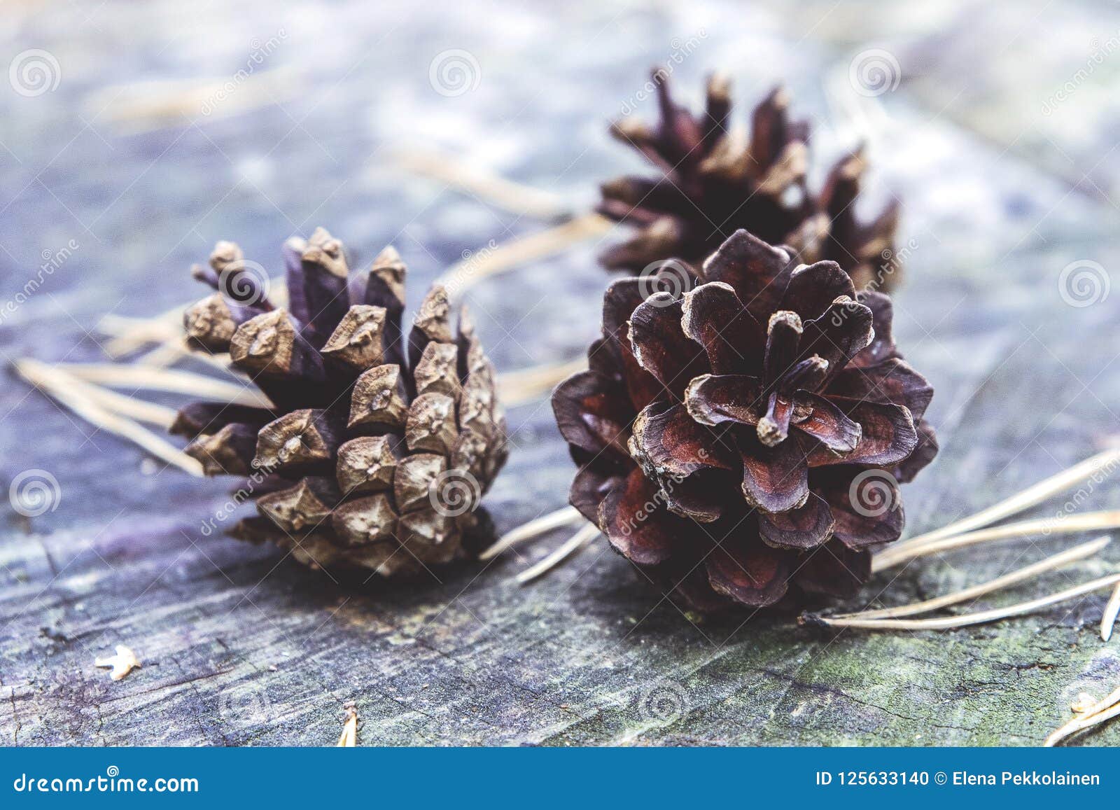 Two Pine Cones in the Forest. Stock Photo - Image of environment, cone ...
