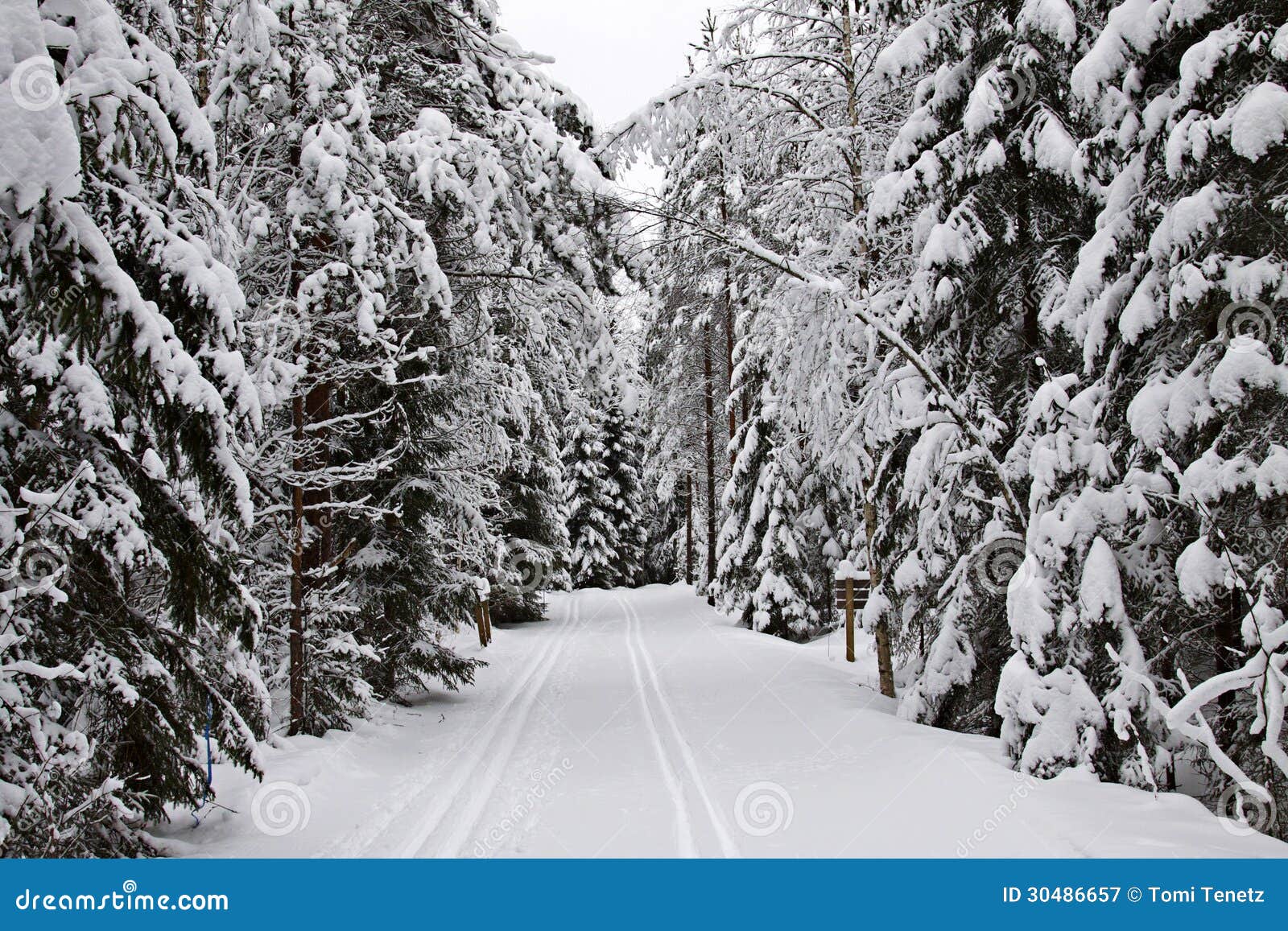 Finland: Vinter i en skog fotografering för bildbyråer. Bild av utomhus ...