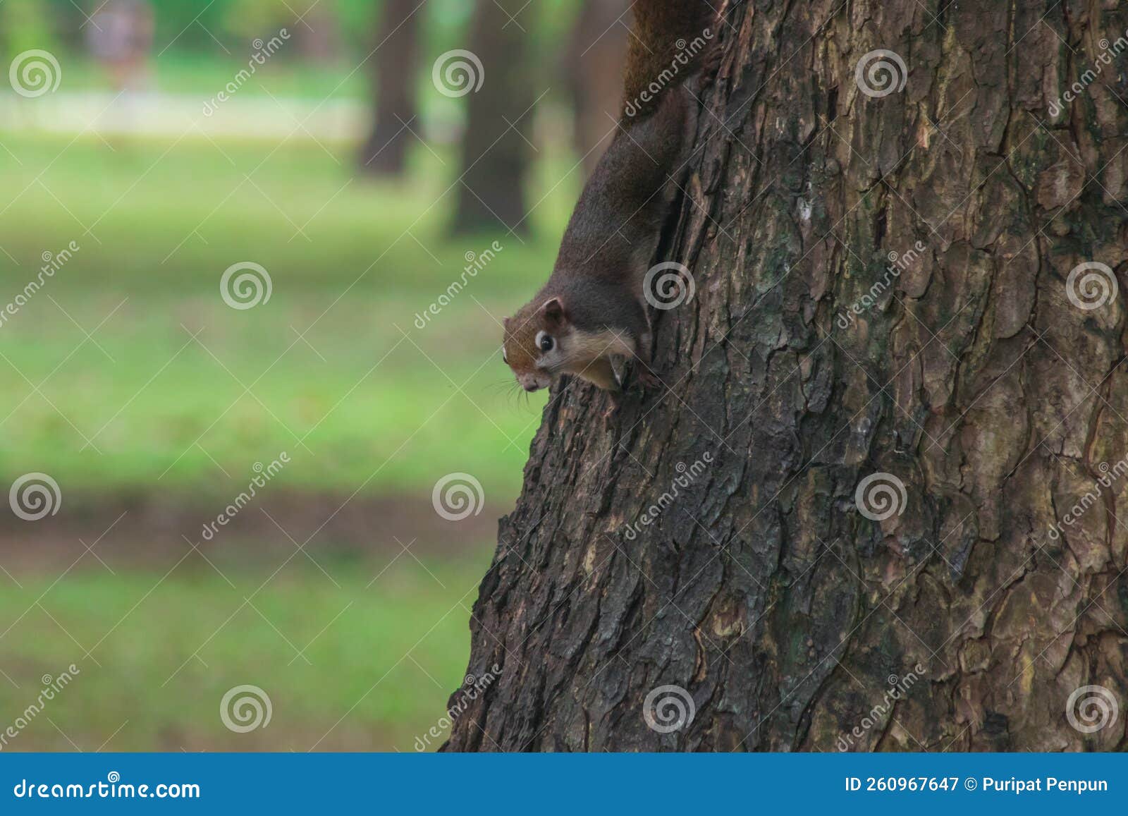 Squirrel Climbs in Trees ,Finlayson Squirrel Climbs in Trees, Stock ...