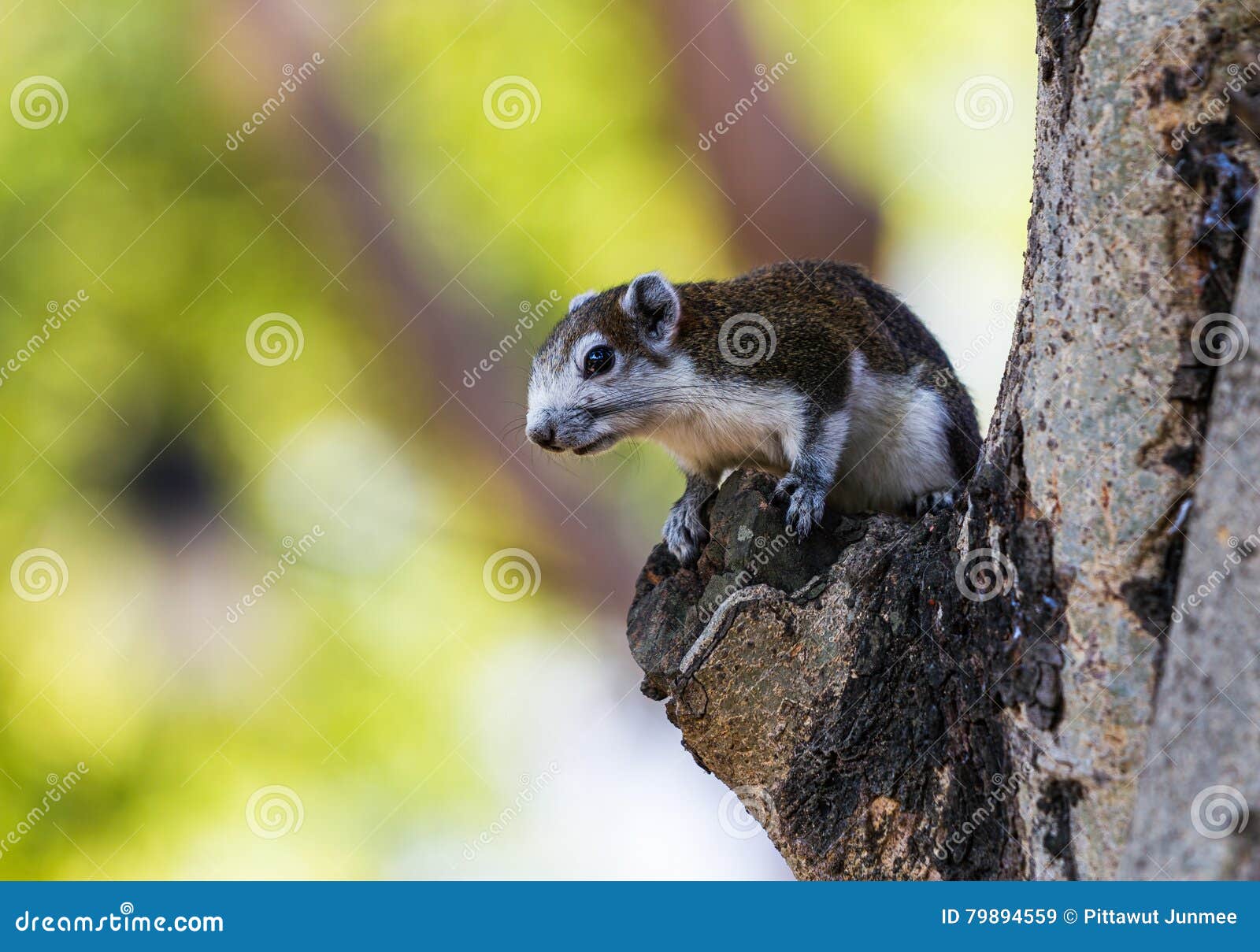 Finlayson S Squirrel (Variable Squirrel , Callosciurus Finlayso Stock ...