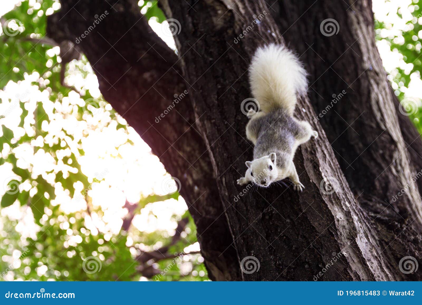 Finlaysons Squirrel on Tree Stock Image - Image of white, mammal: 196815483