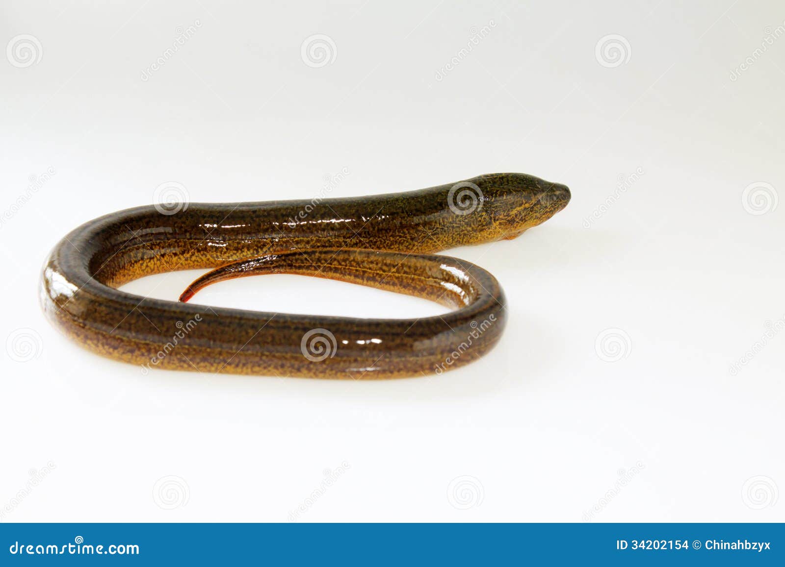 Finless Eel on White Background Stock Photo - Image of animal, snakes ...