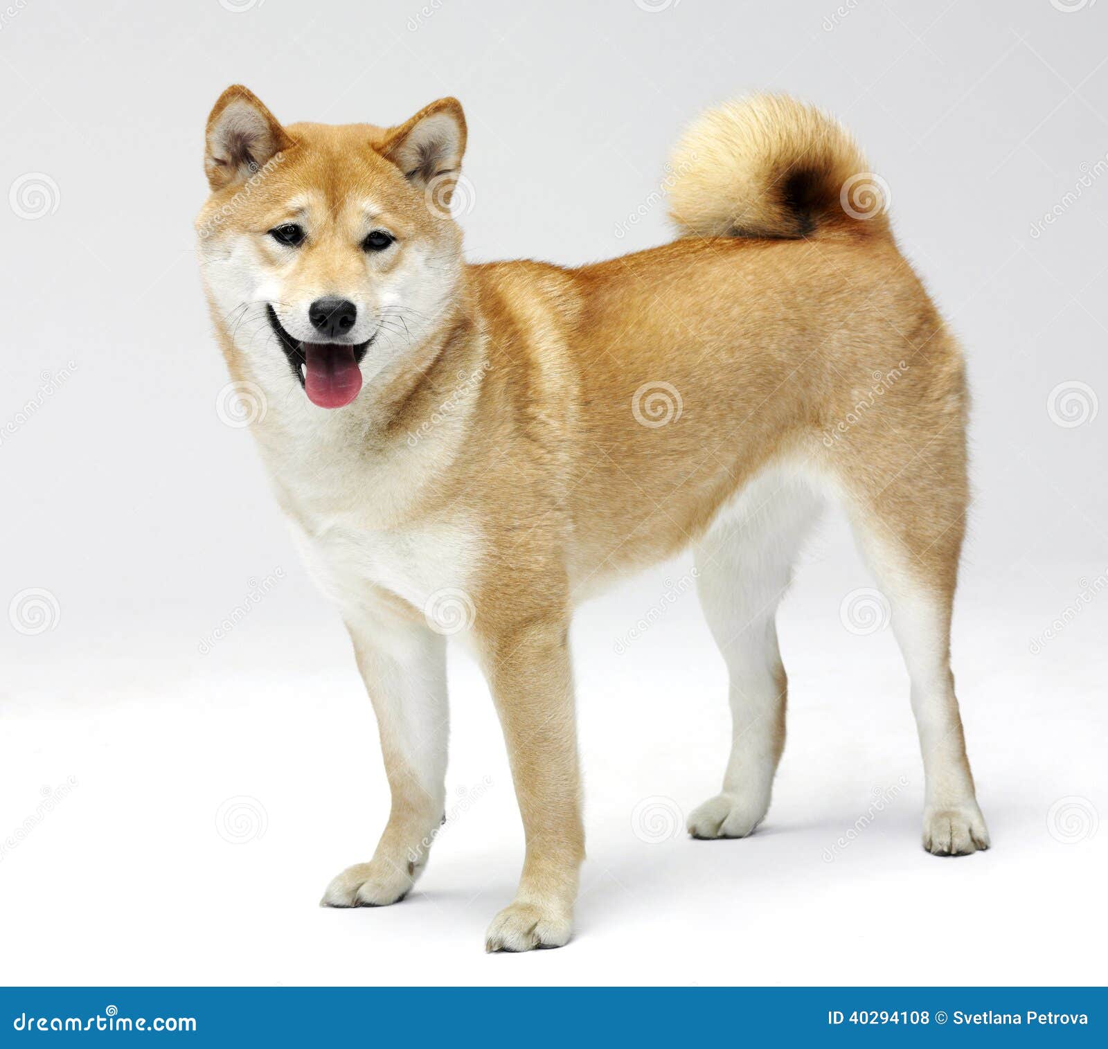 Finnischer Spitz In Tierwelthaustierehundehunderassenf