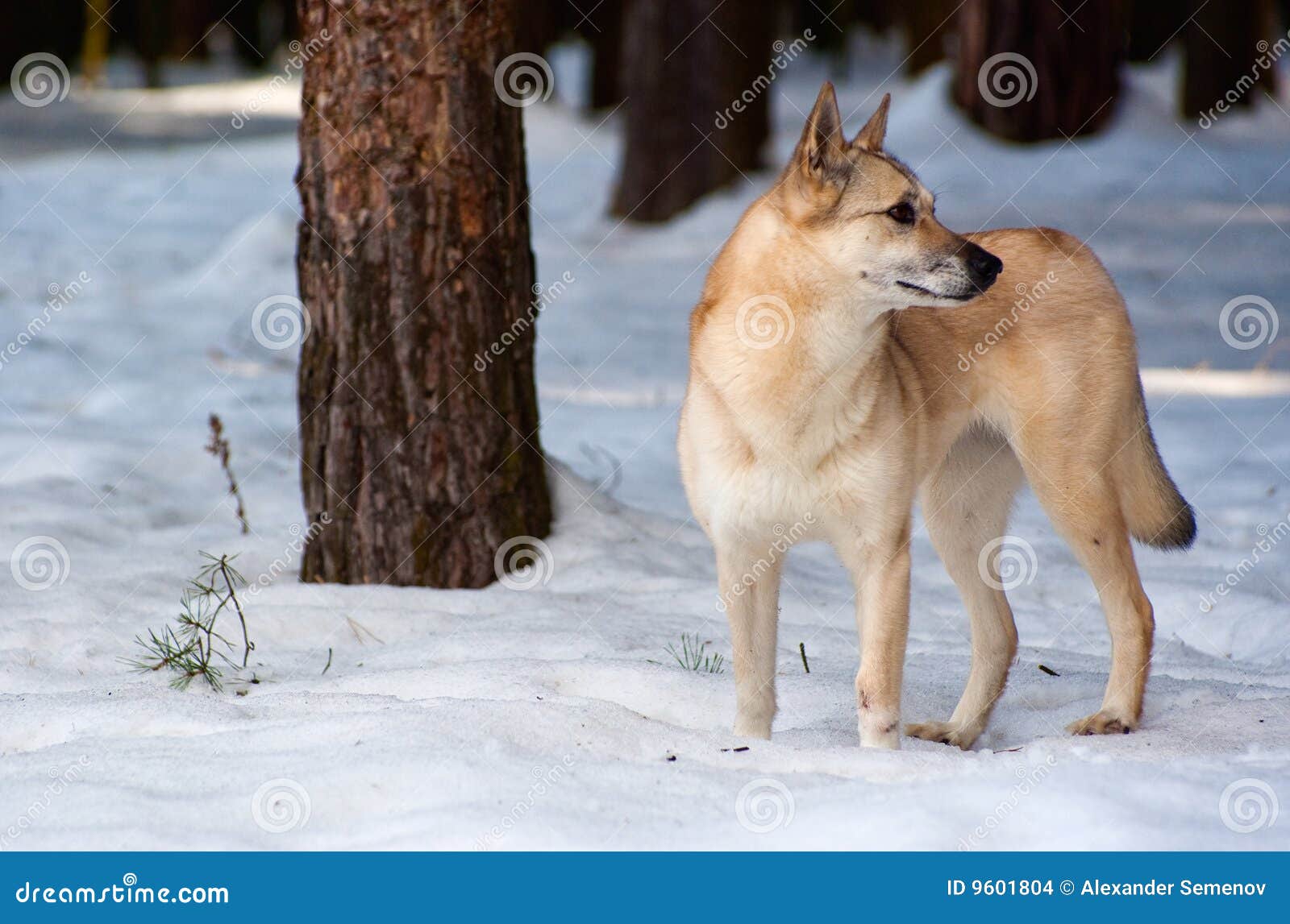 Finnischer Spitz-Hund stockfoto. Bild von blick, brut - 9601804