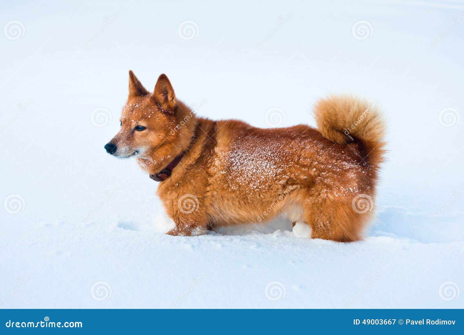 Finnischer Spitz im Schnee stockbild. Bild von jagd, schnauze - 49003667