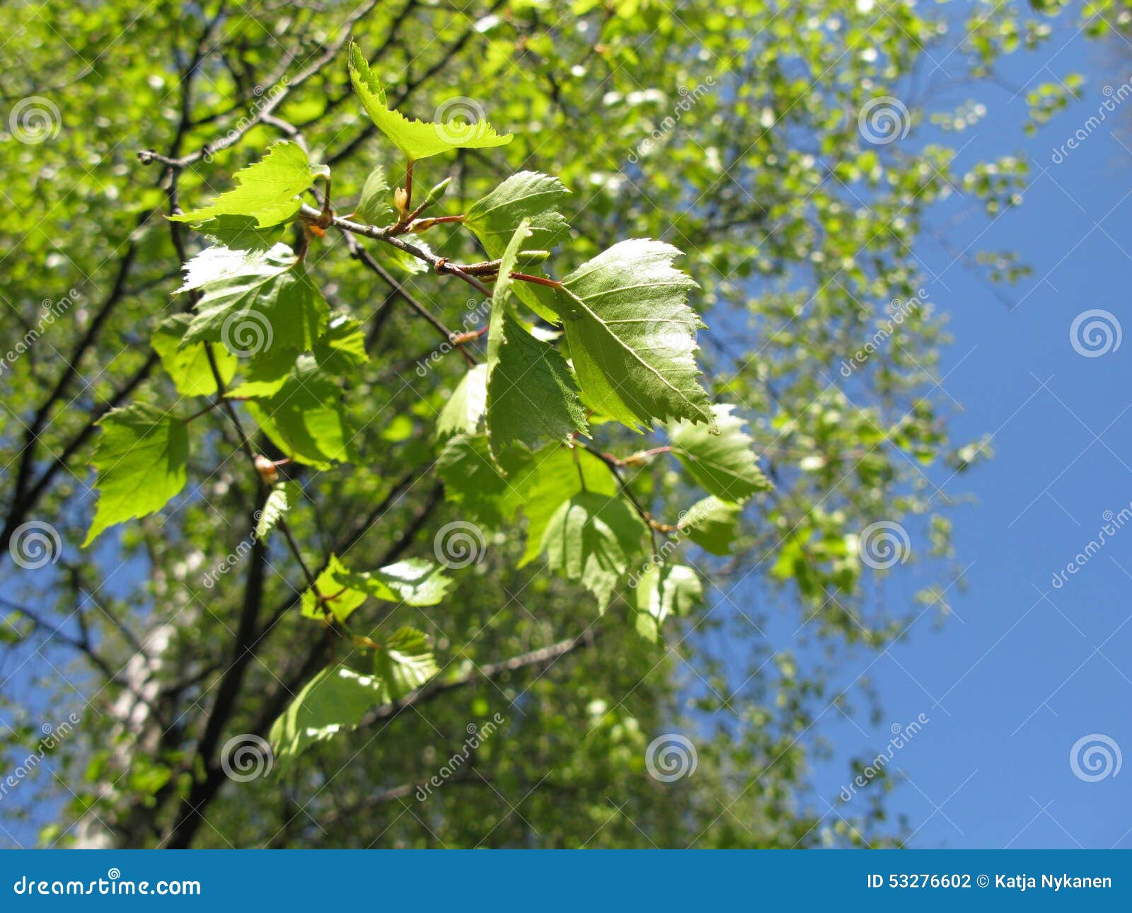 Finnish birch trees stock photo. Image of birch, fresh - 53276602
