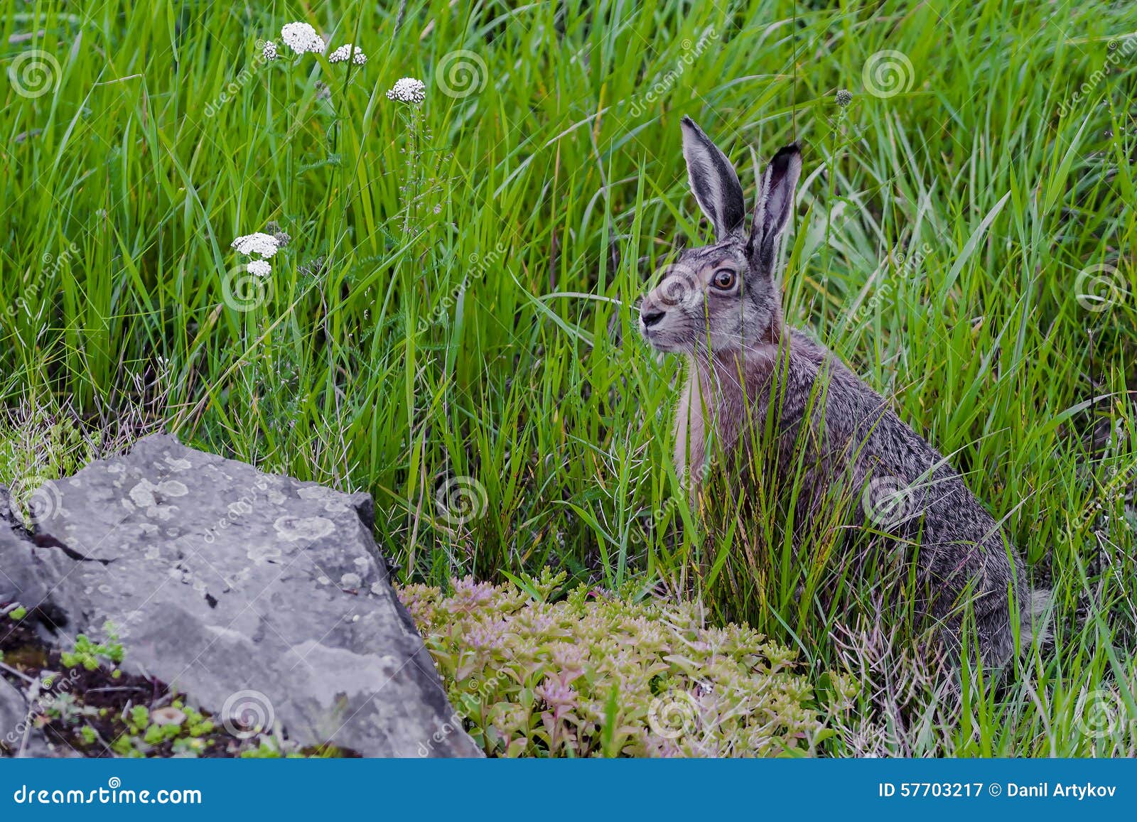 Finnish bunny stock image. Image of green, nature, stone - 57703217