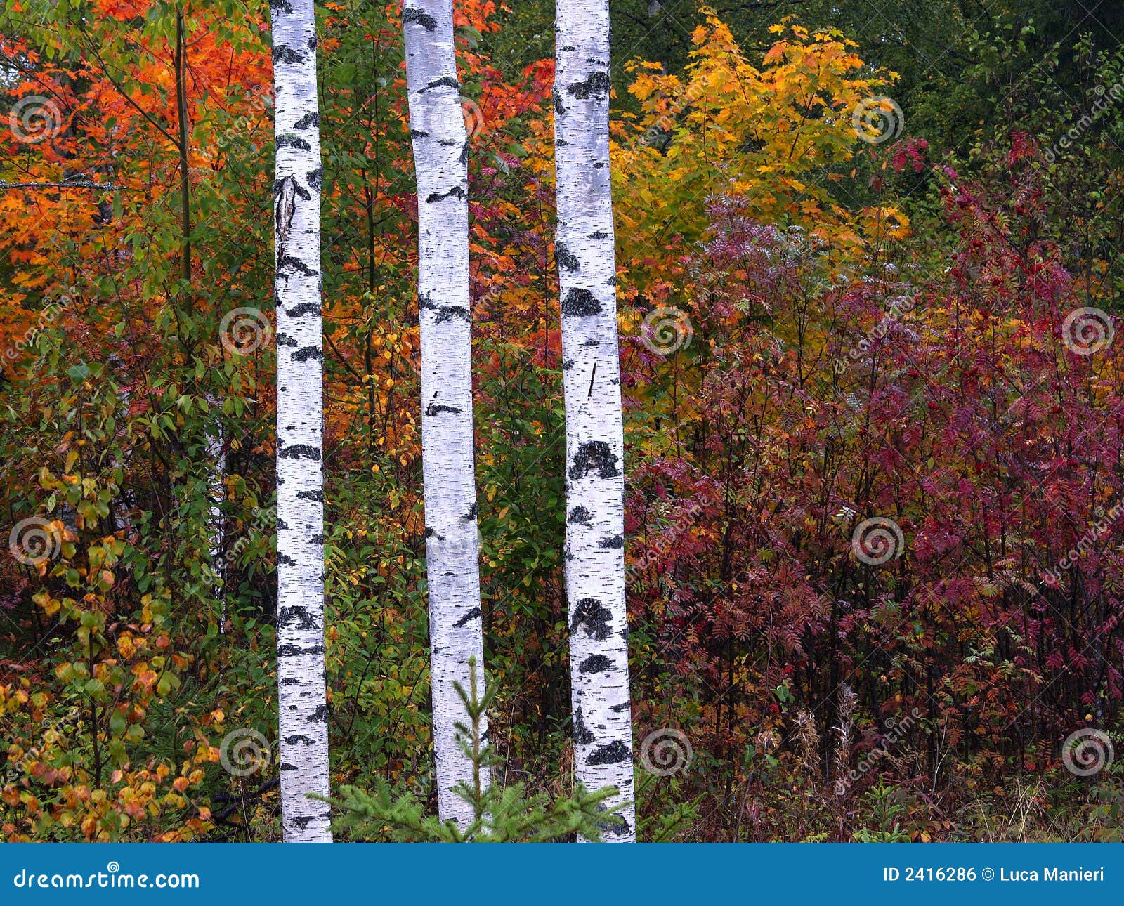 Finnish colours stock photo. Image of trunk, october, tree - 2416286