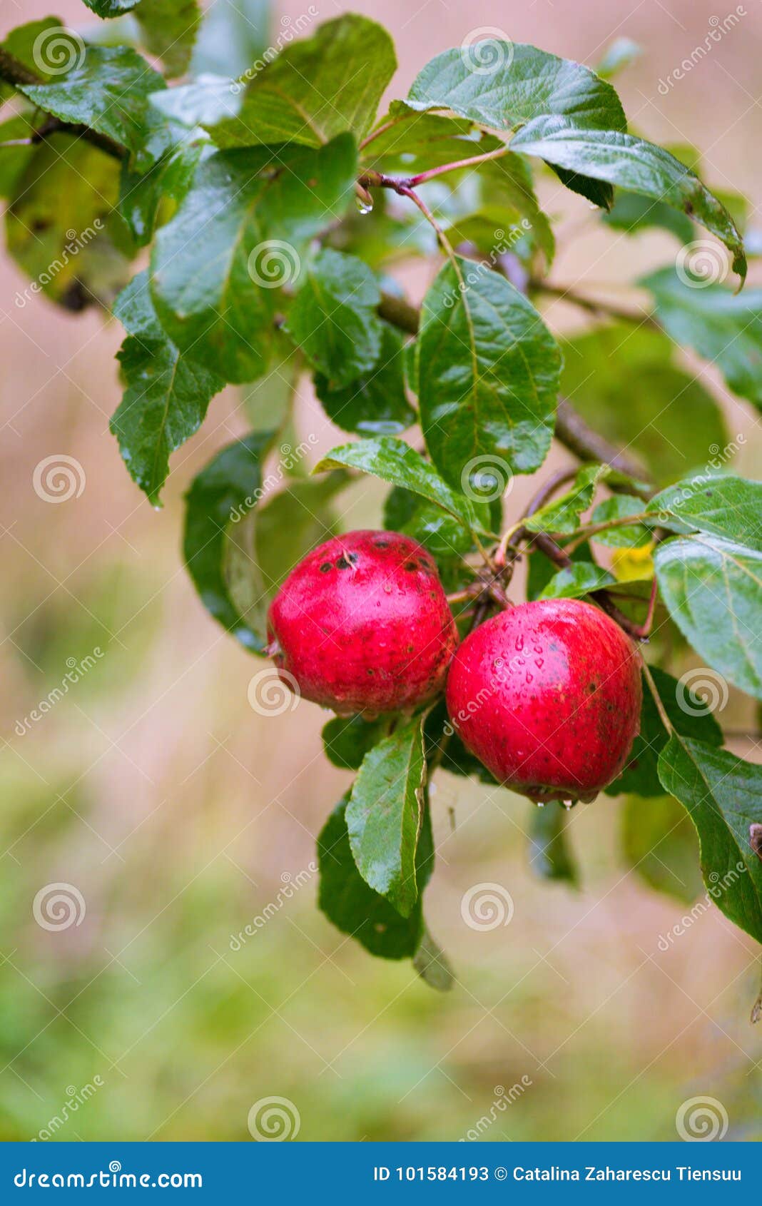 Finnish domestic apples stock image. Image of local - 101584193