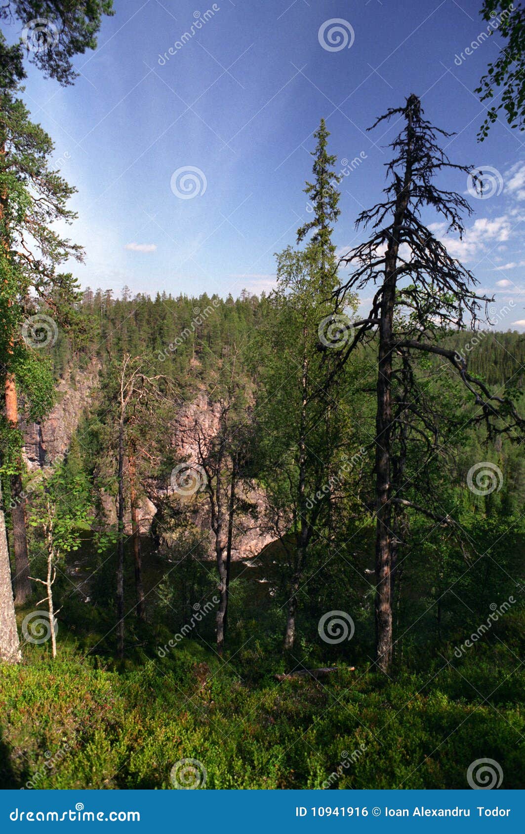 Finnish forest stock photo. Image of panpark, oulanka - 10941916