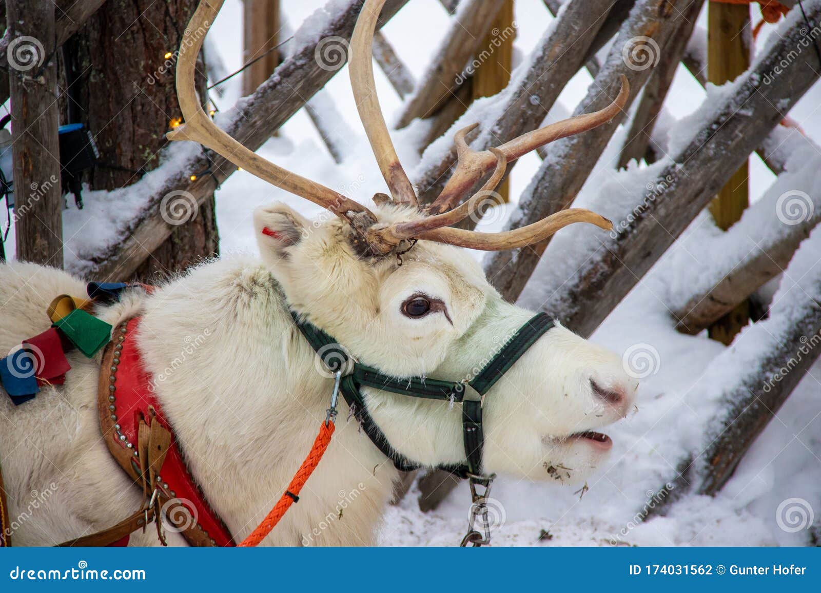 Finnish Artic Forest Reindeer Stock Photo - Image of harness, reindeer ...