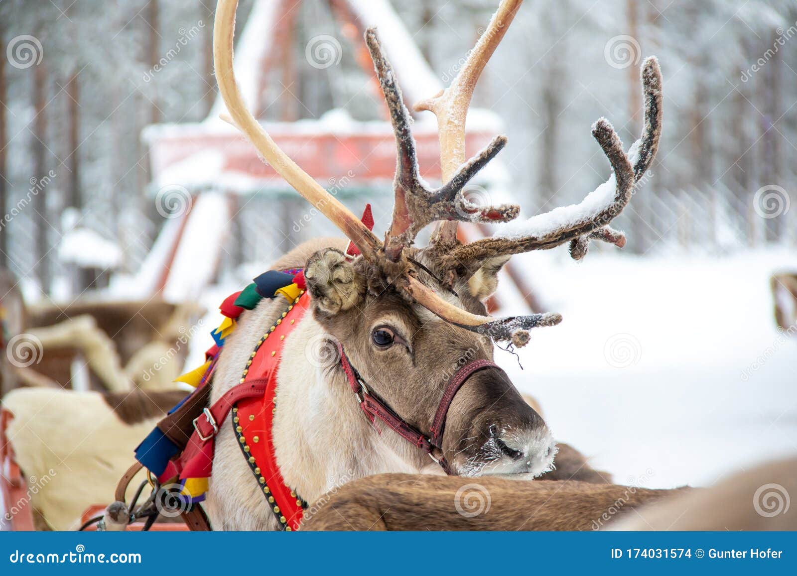 Finnish Artic Forest Reindeer Stock Photo - Image of winter, reindeer ...