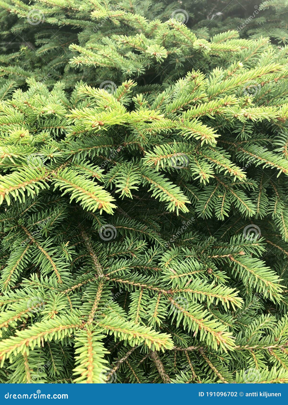 Finnish forest stock photo. Image of forest, finnish - 191096702