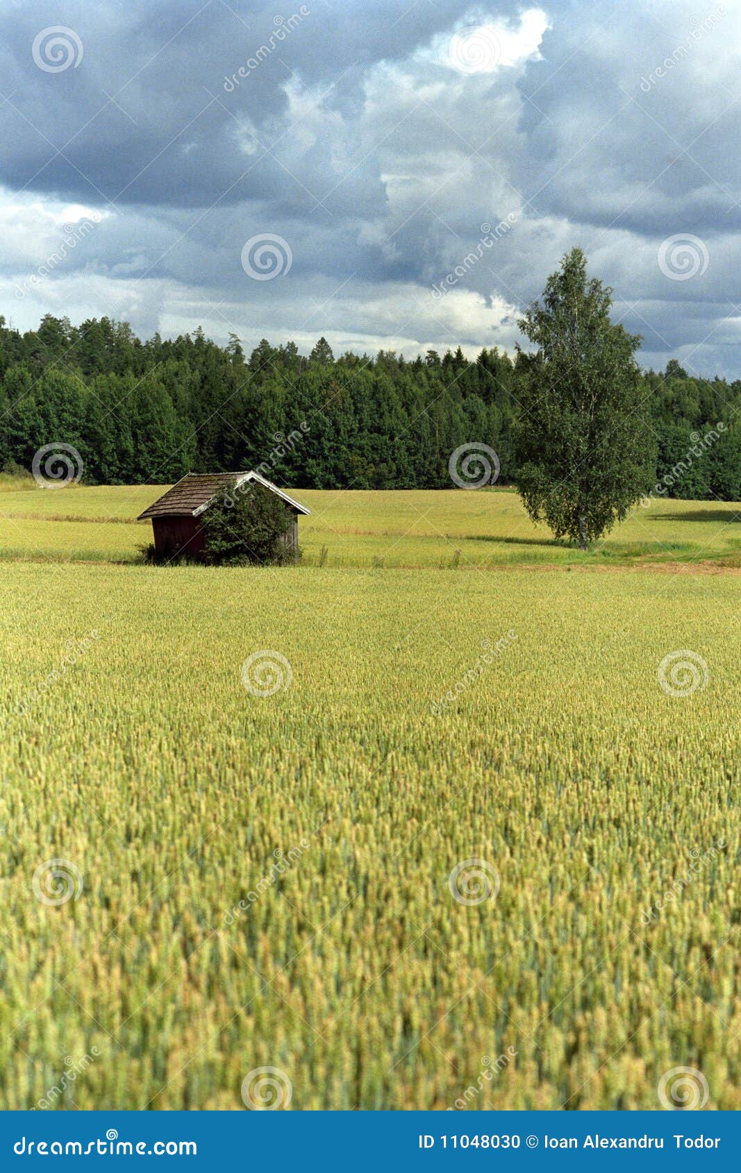 Finnish grain field stock photo. Image of barley, yellow - 11048030