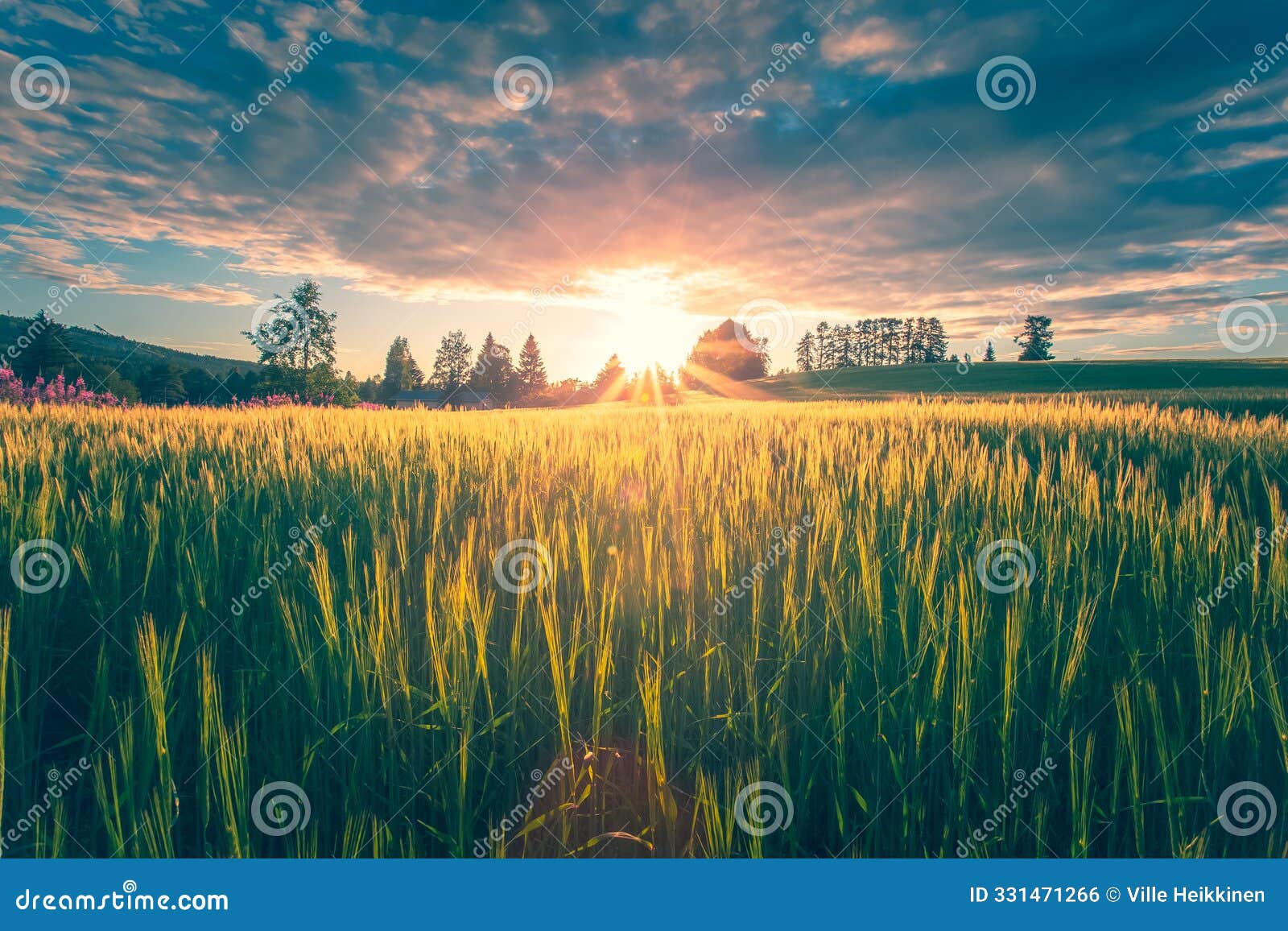 Finnish Grain Field at Sunset. Sotkamo, Finland Stock Photo - Image of ...