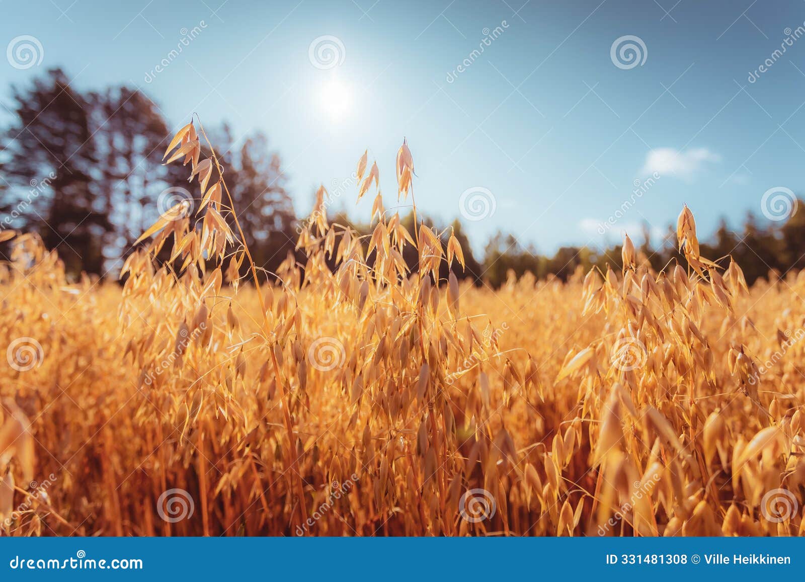 Finnish Grain Field at Sunset. Sotkamo, Finland Stock Photo - Image of ...