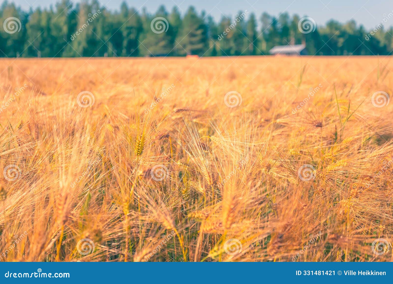 Finnish Grain Field at Sunset. Sotkamo, Finland Stock Image - Image of ...