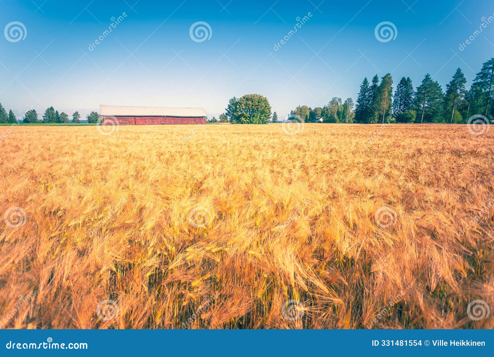Finnish Grain Field at Sunset. Sotkamo, Finland Stock Photo - Image of ...