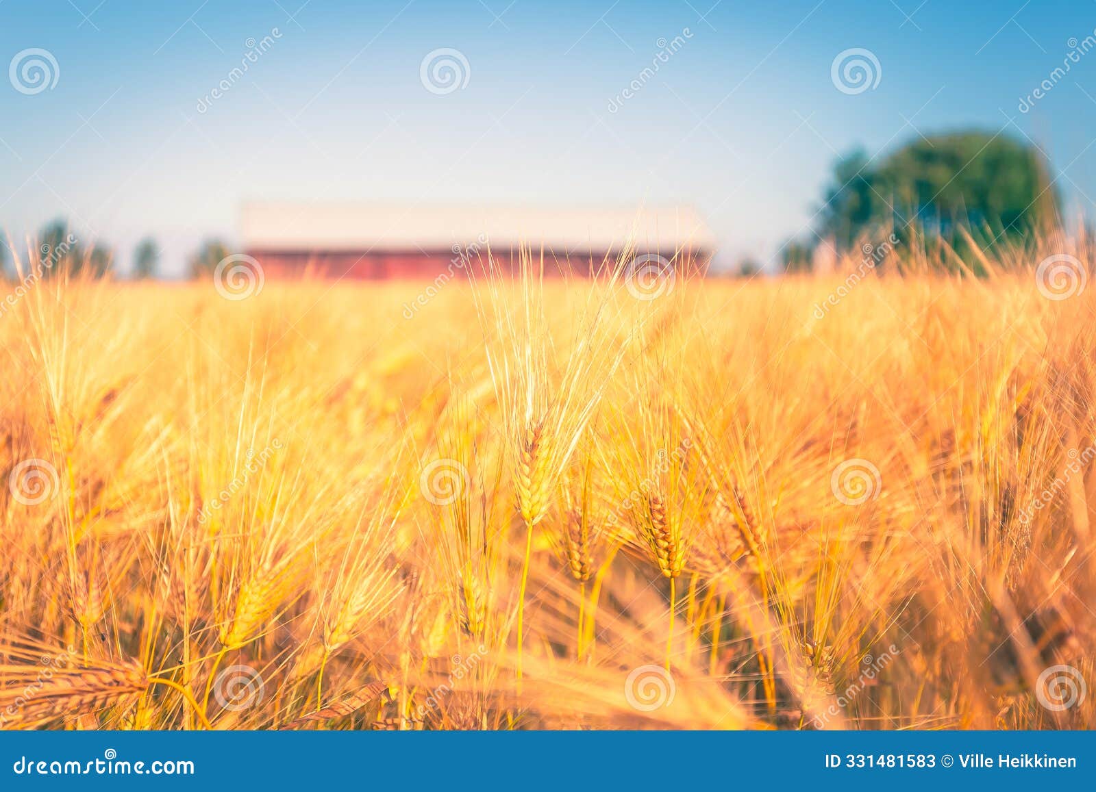Finnish Grain Field at Sunset. Sotkamo, Finland Stock Image - Image of ...