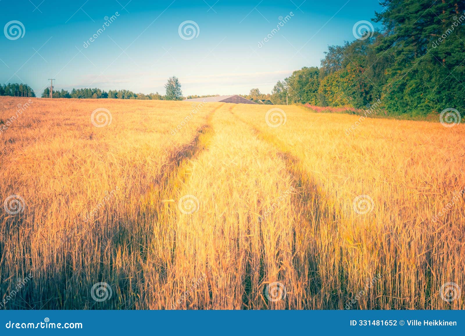 Finnish Grain Field at Sunset. Sotkamo, Finland Stock Photo - Image of ...