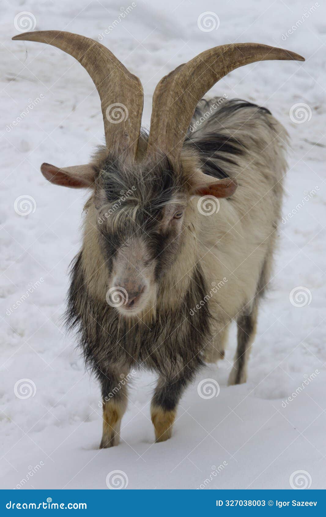 Finnish Landrace Goat in Snow Stock Image - Image of snow, wildlife ...