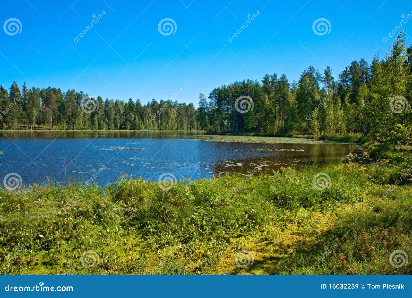 Finnish landscape stock image. Image of moor, pond, clean - 16032239