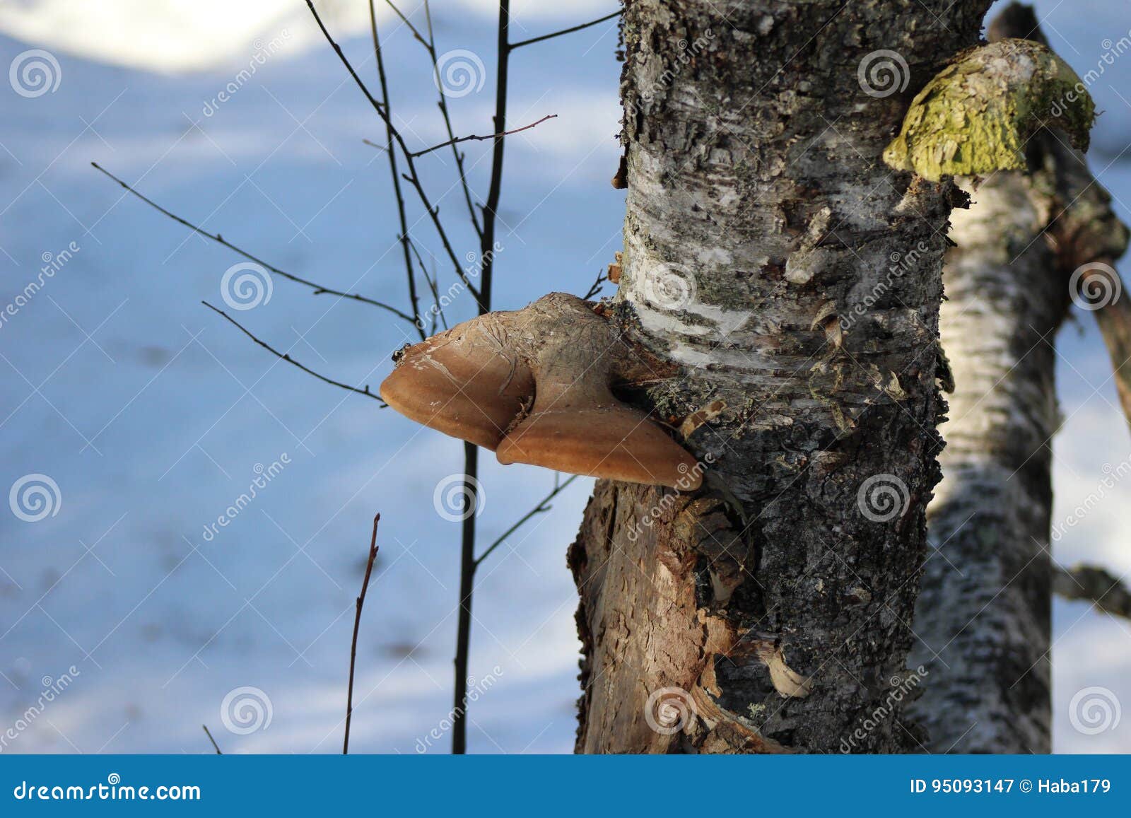 Finnish Nature stock image. Image of nature, picks, beautiful - 95093147