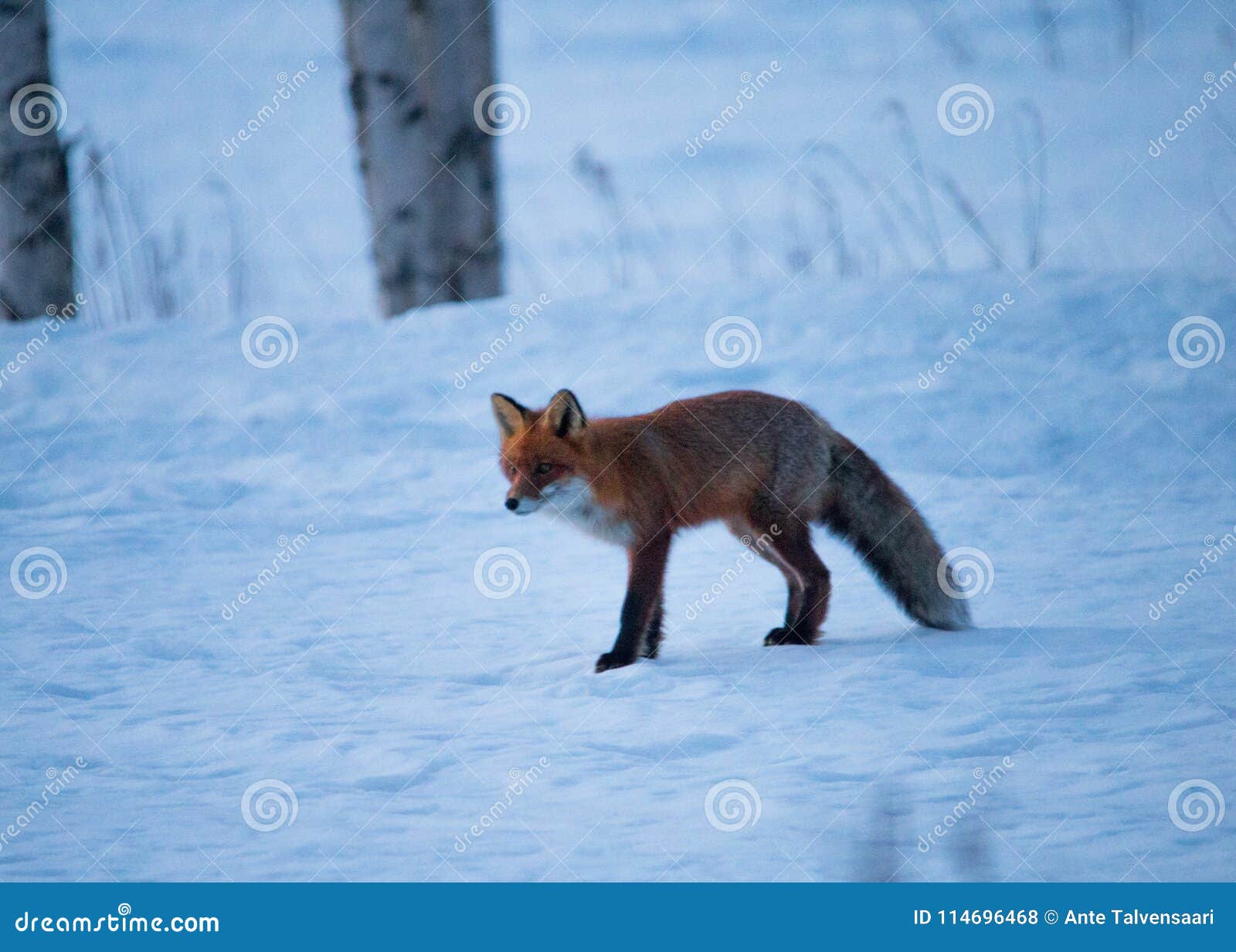 Fox stock photo. Image of finland, lapland, winter, nature - 114696468
