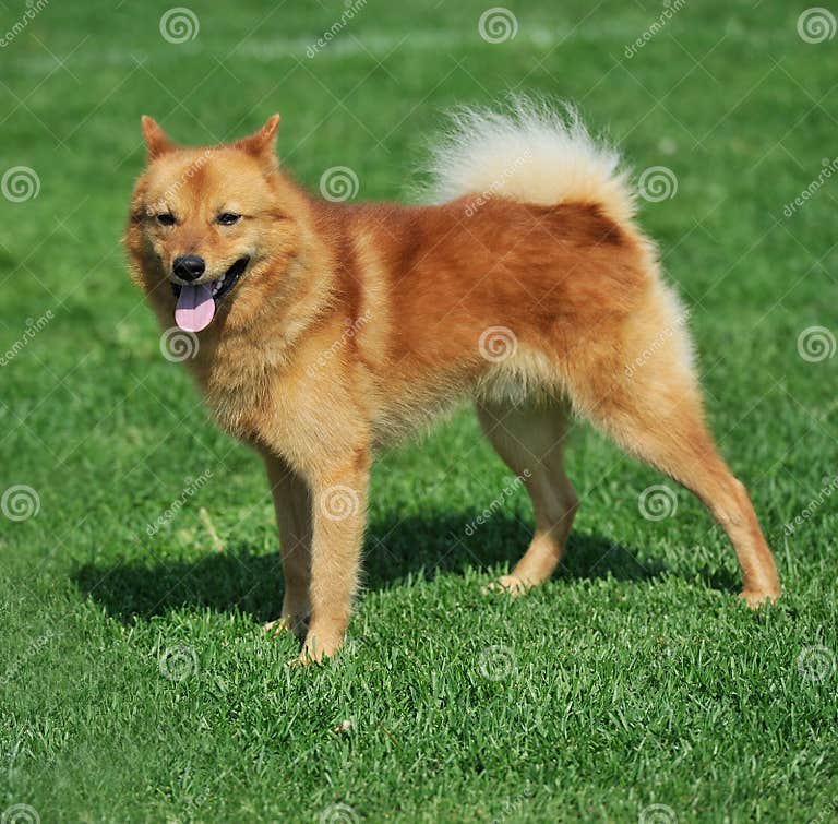 Finnish spitz stock image. Image of agile, breed, show - 20150761