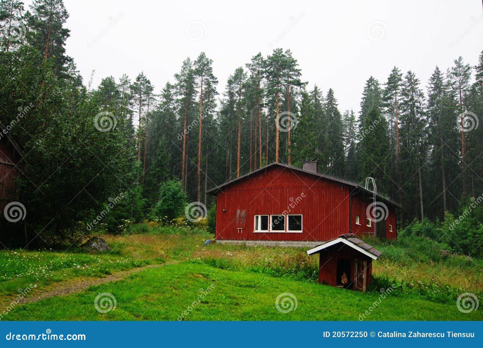 Finnish Traditional Cottage Under Rain Stock Photo - Image of bushes ...