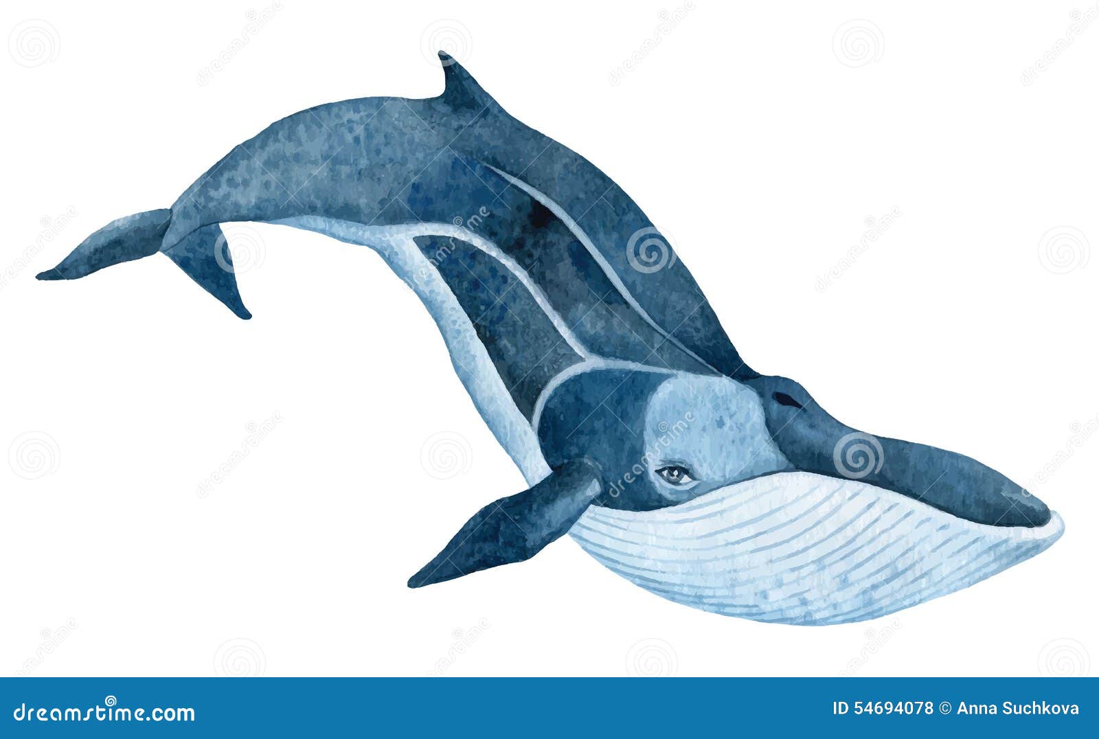 Finnwal stock abbildung. Illustration von lang, schwimmen - 54694078