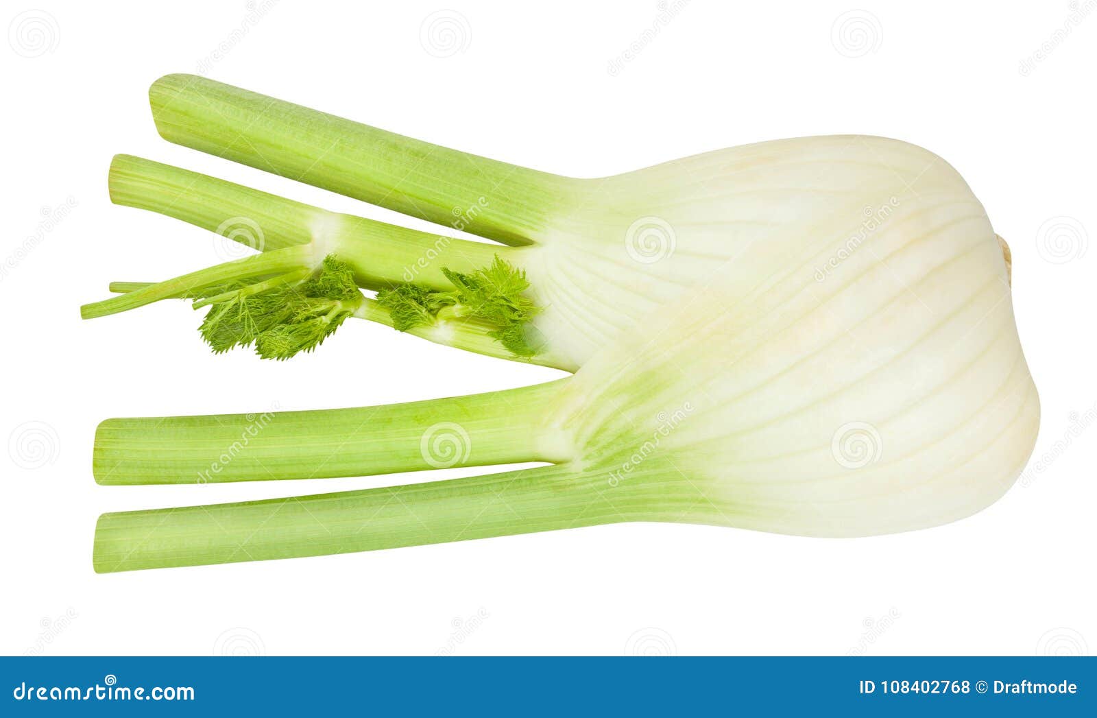 Finocchio fotografia stock. Immagine di sano, grezzo - 108402768