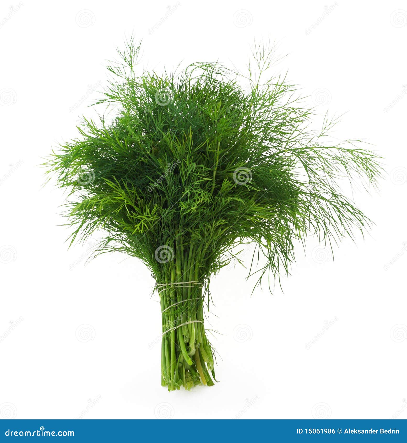 Finocchio fotografia stock. Immagine di verdura, alimento - 15061986