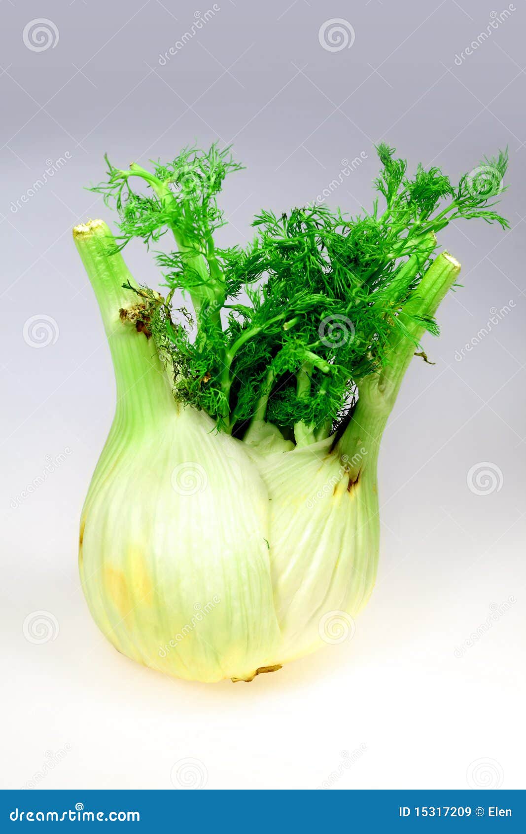 Finocchio di verdure verde immagine stock. Immagine di radice - 15317209