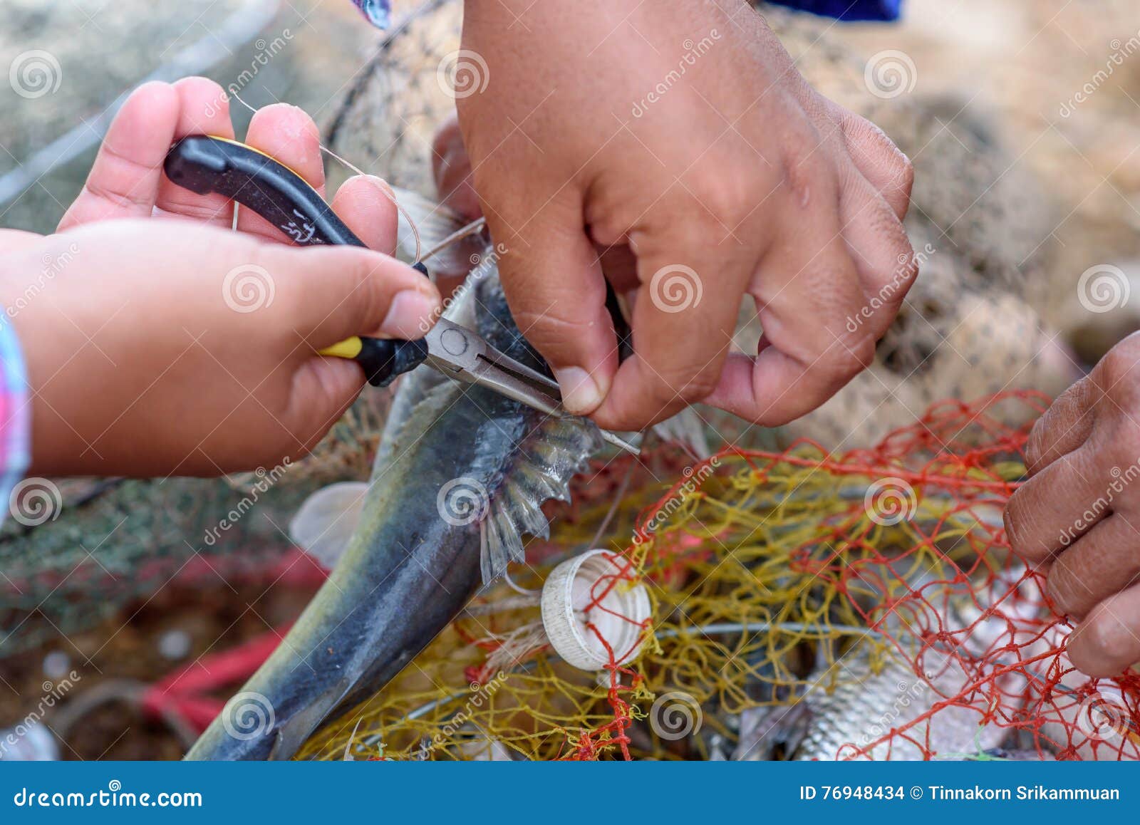 Fins stock photo. Image of harm, meal, cutting, carefully - 76948434