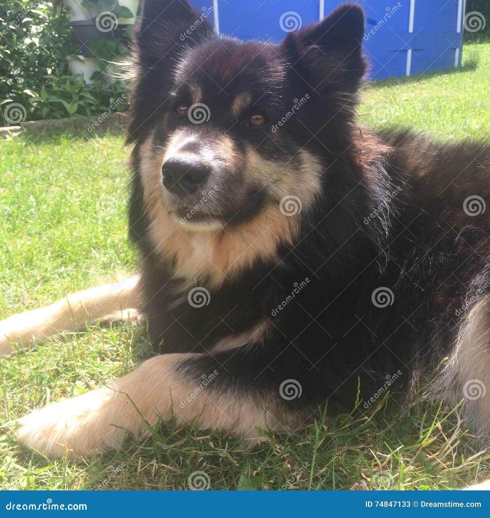 Finsk Lapphund Stock Photos - Free & Royalty-Free Stock Photos from ...