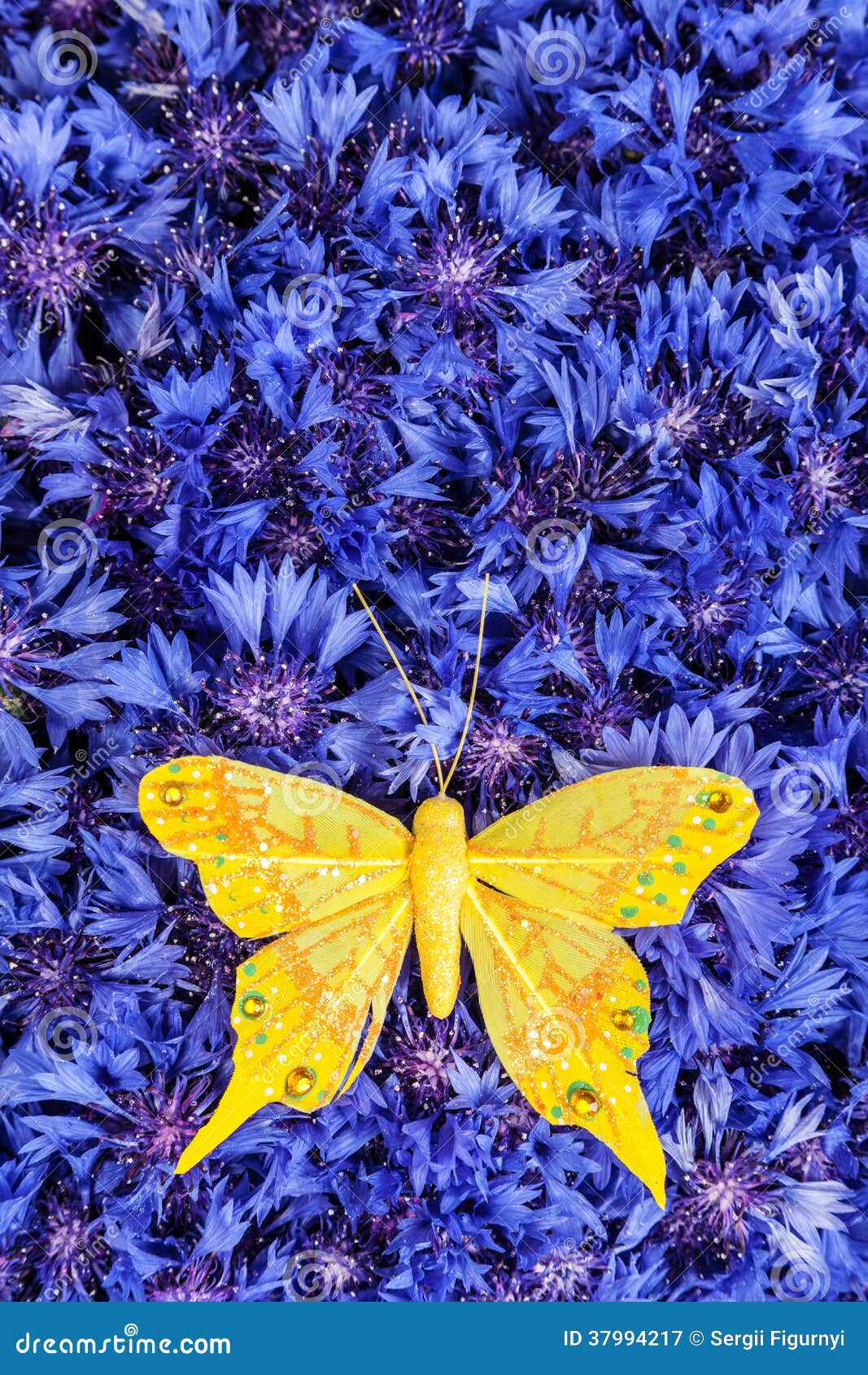 Fiordaliso Blu Della Primavera Con La Farfalla Gialla Immagine Stock ...