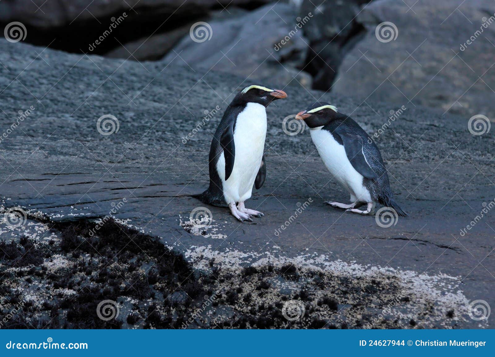 Fiordland Crested Penguin (Eudyptes Pachyrhynchus) Stock Photo - Image ...