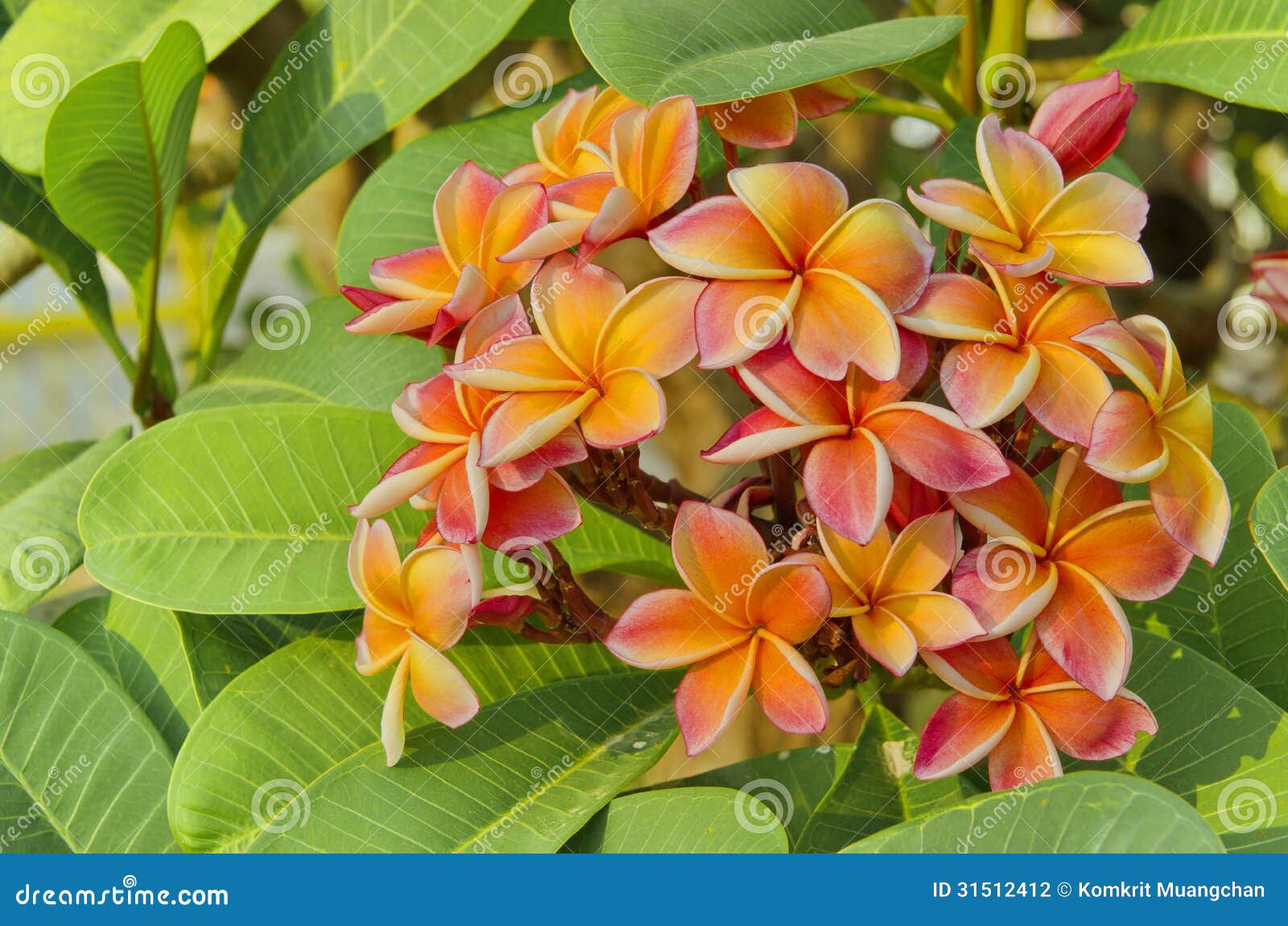 Fiore Arancio Del Frangipane Fotografia Stock - Immagine di pianta ...