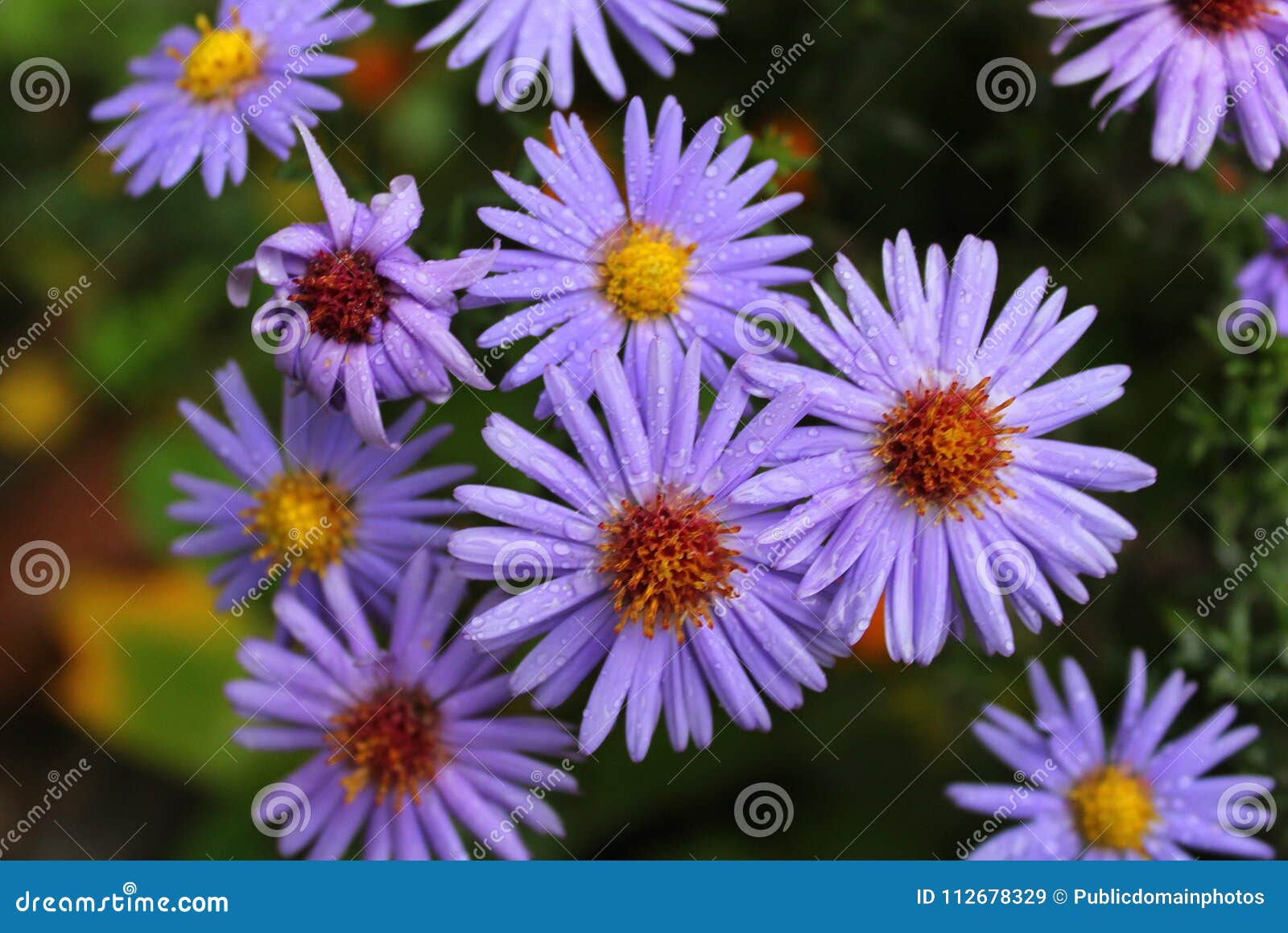 Fiore, Aster, Porpora, Pianta Immagine. Immagine: 112678329