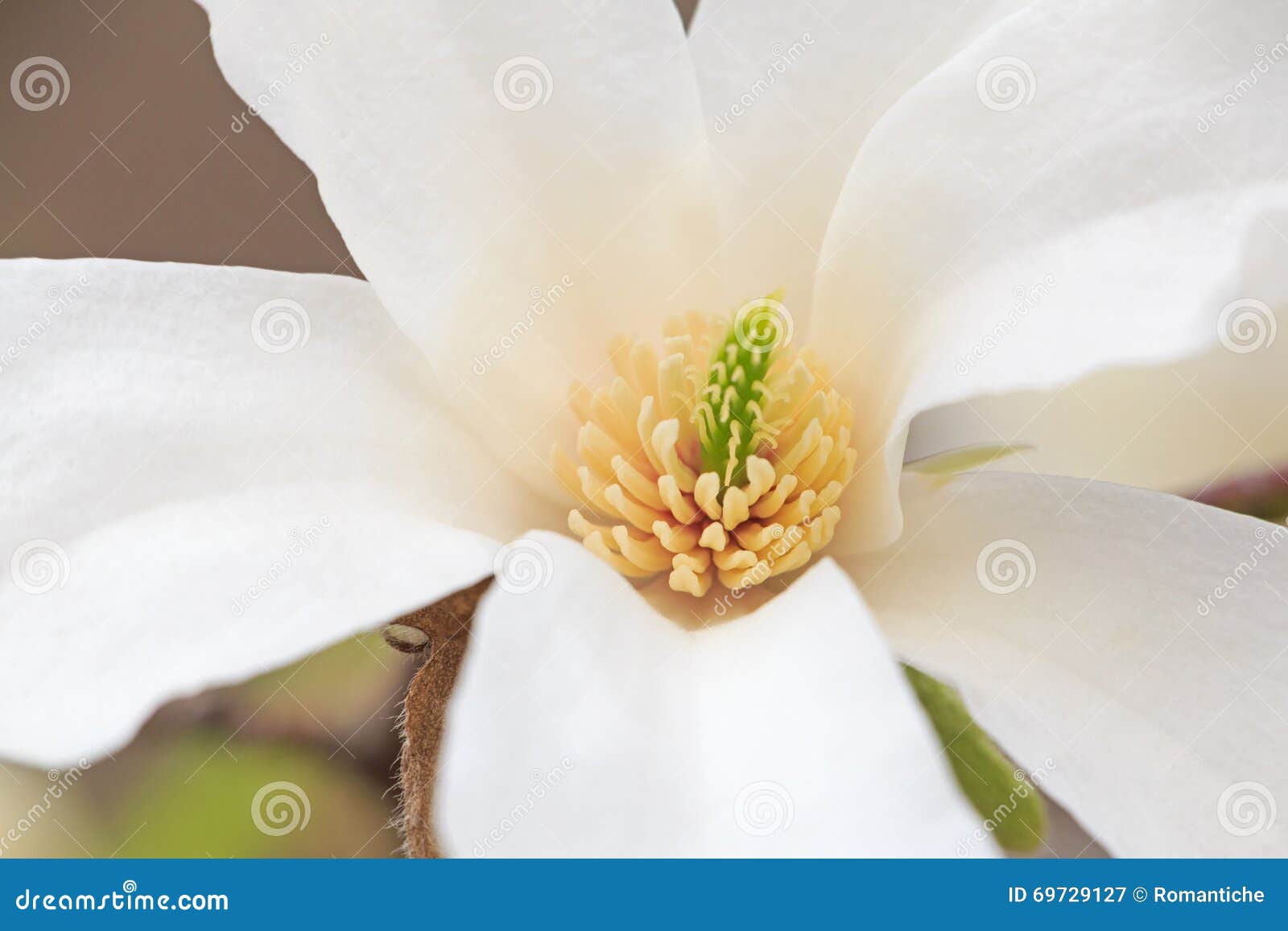 Fiore Bianco Dell'albero Della Magnolia Immagine Stock - Immagine di ...