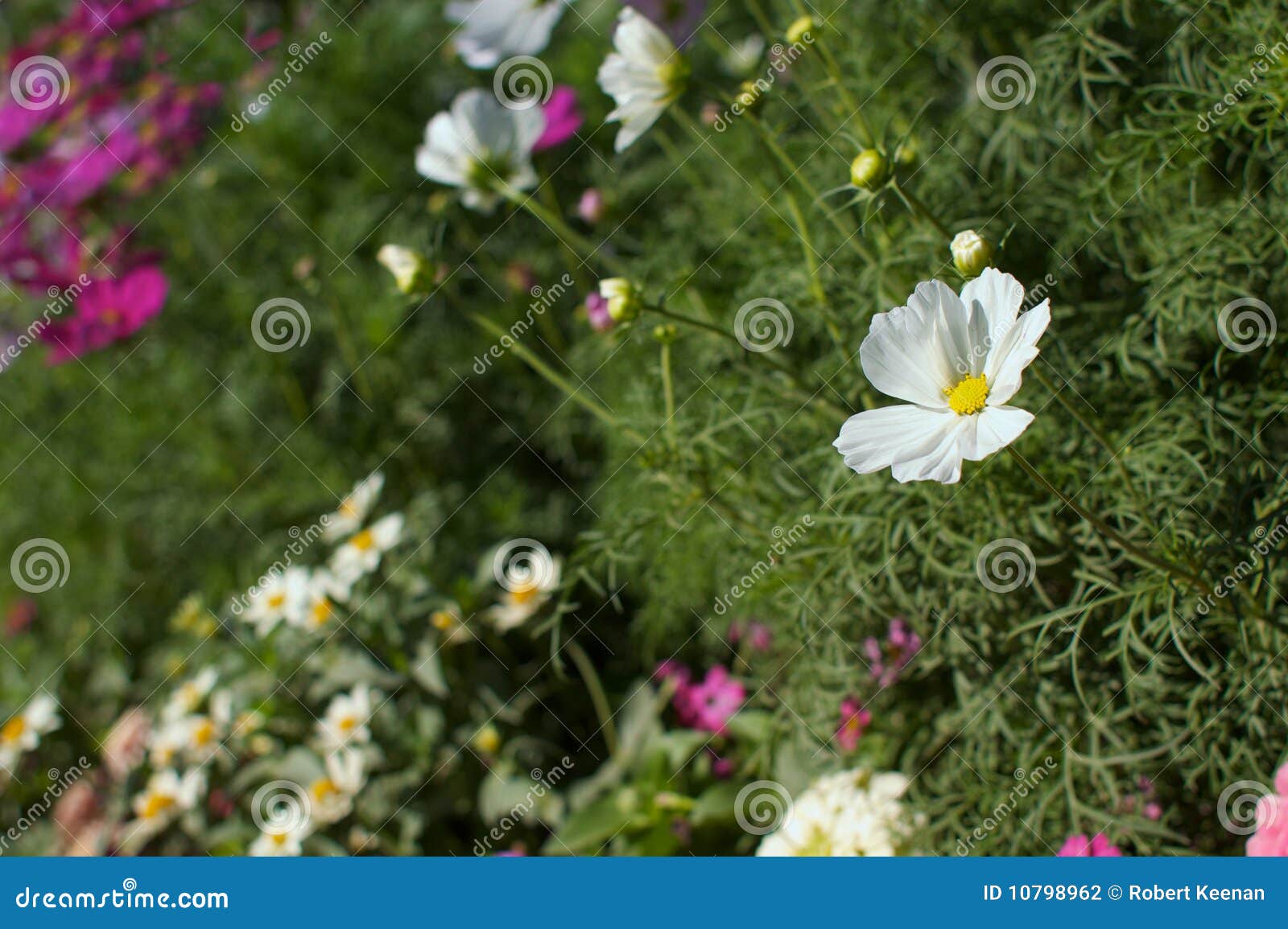 Fiore bianco nel campo fotografia stock. Immagine di luminoso - 10798962