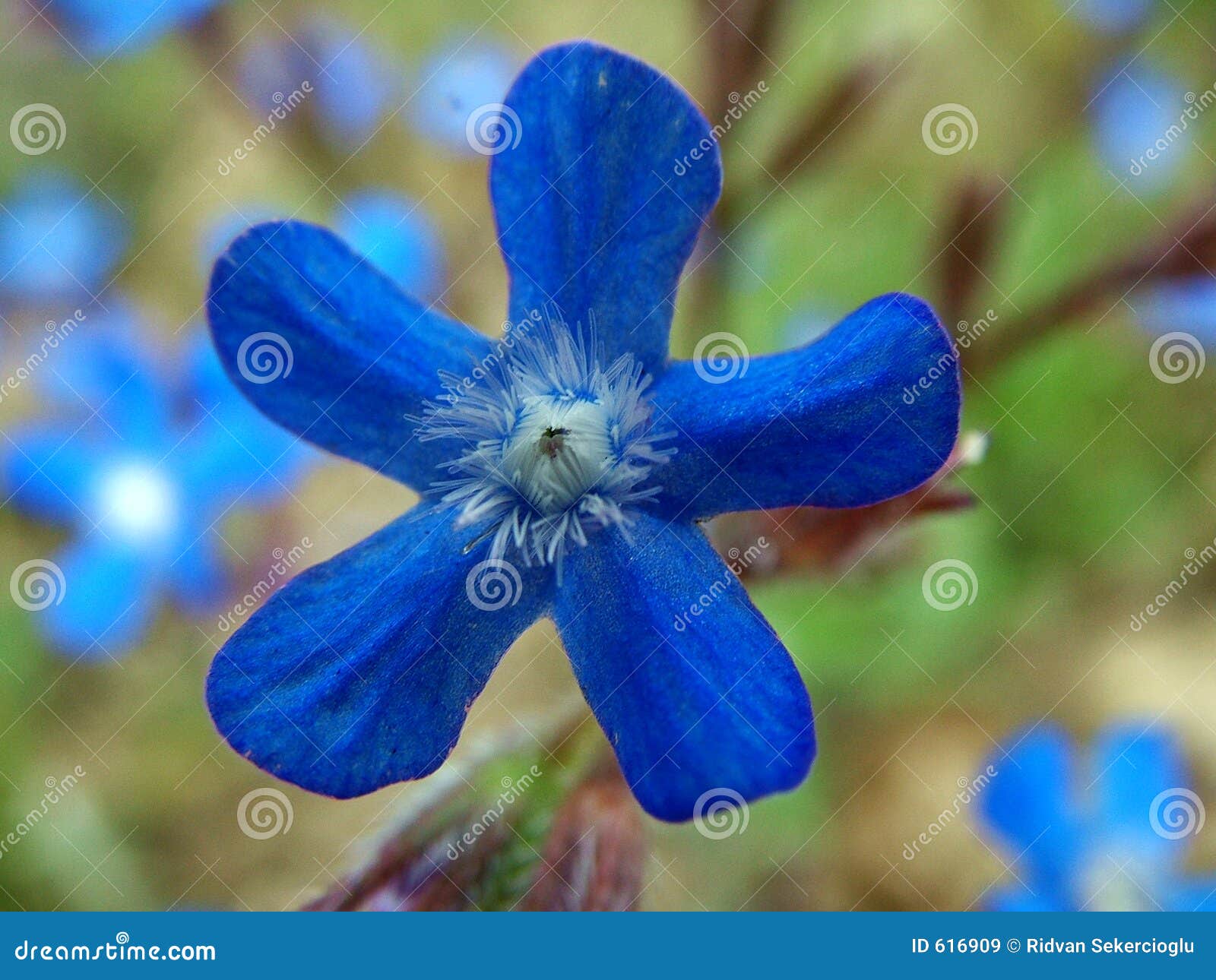 Fiore blu immagine stock. Immagine di campagna, giardini - 616909