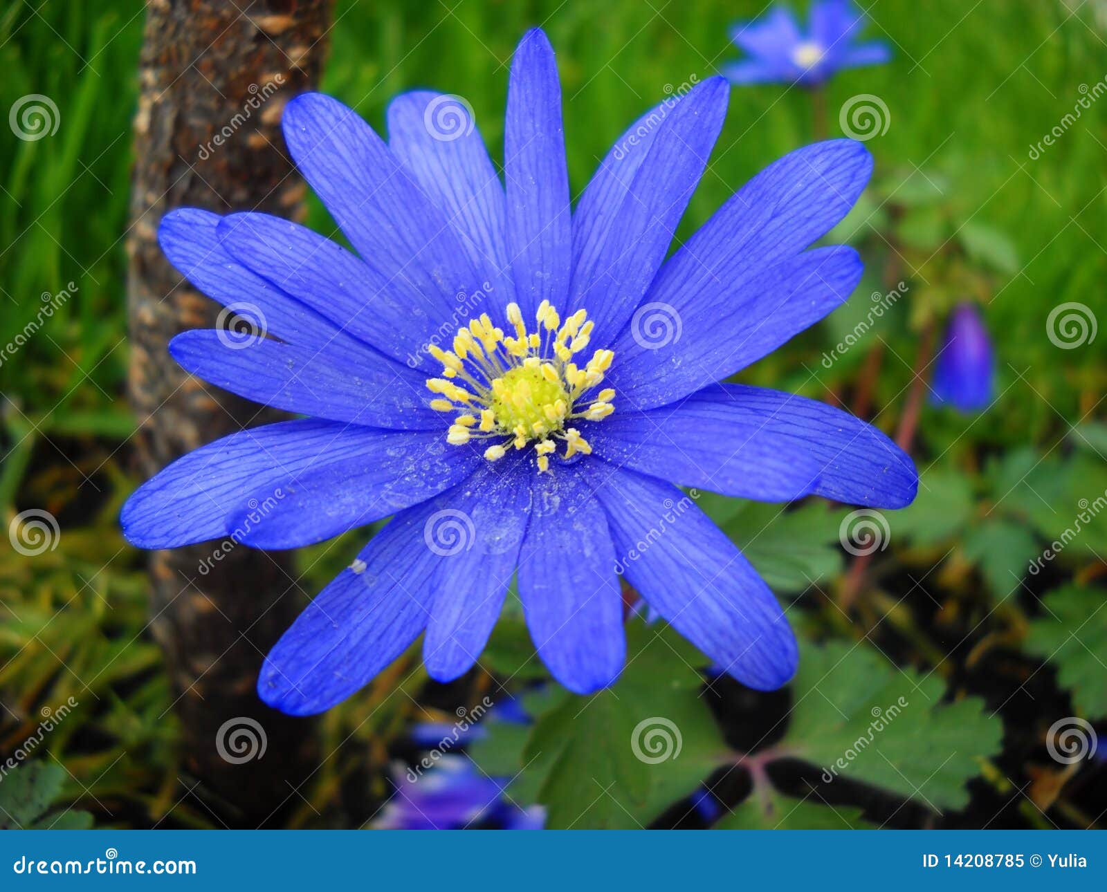 Fiore Blu Anemona Della Sorgente Immagine Stock - Immagine di crescere ...