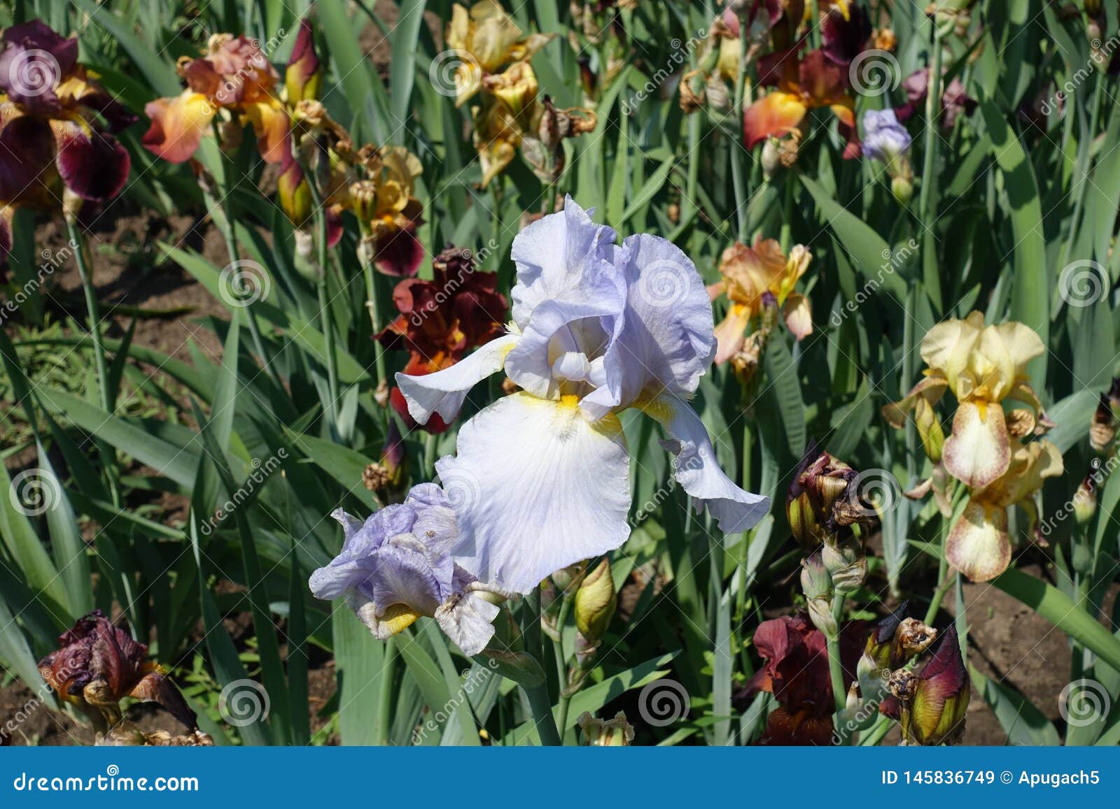 Fiore Blu-chiaro Del Giaggiolo Immagine Stock - Immagine di ibrido ...
